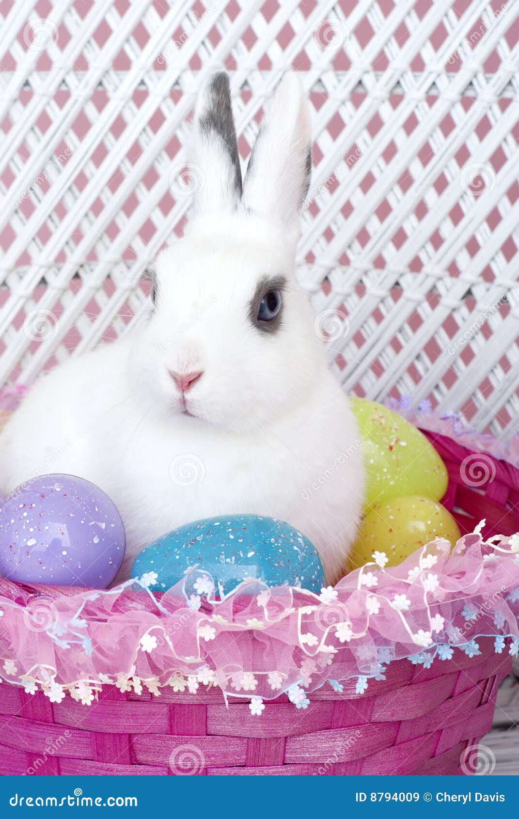 White Rabbit in Easter Basket with Easter Eggs Stock Image - Image of ...