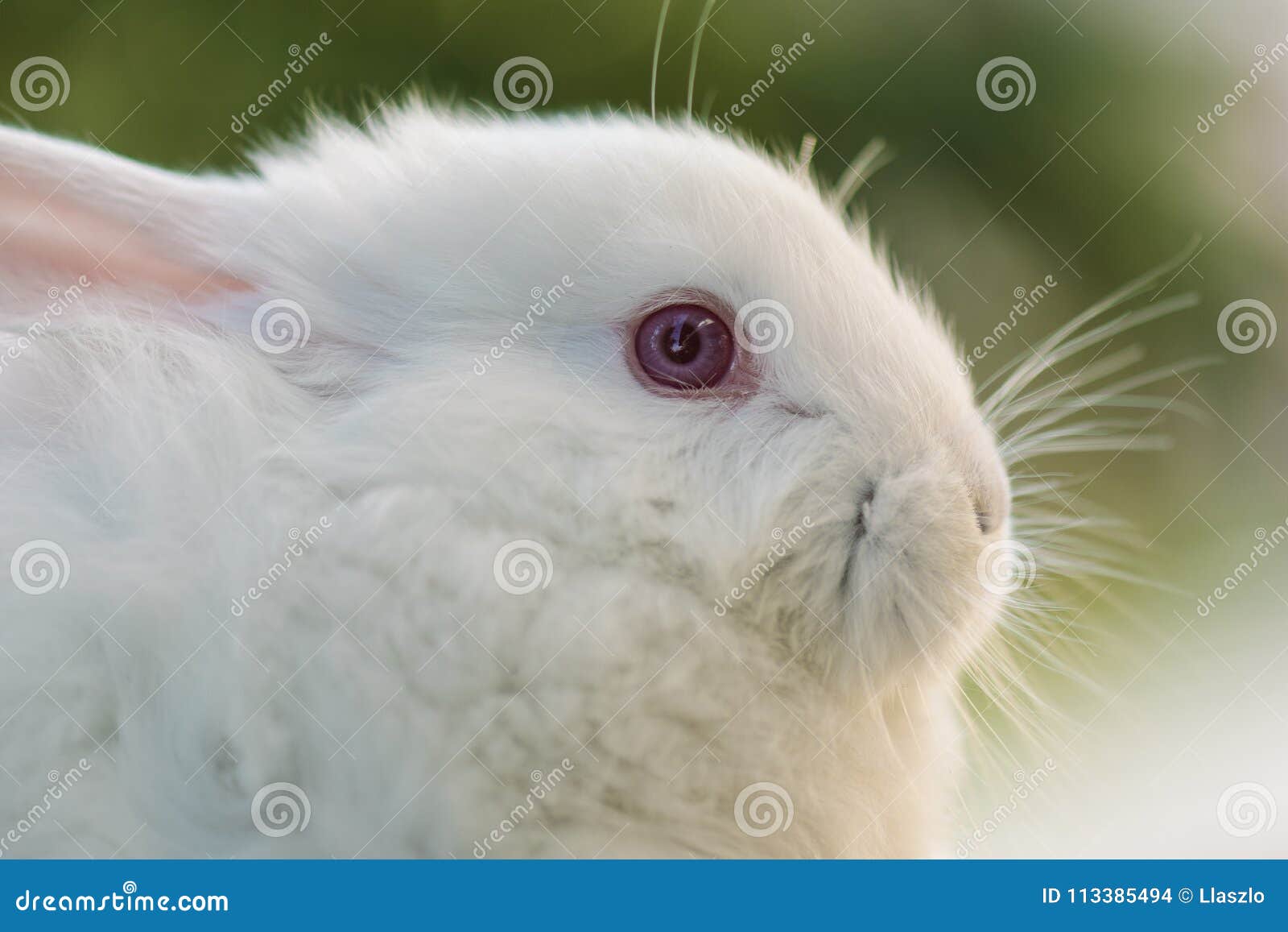White Rabbit. Easter Bunny Close-up Stock Photo - Image of farm, cute ...