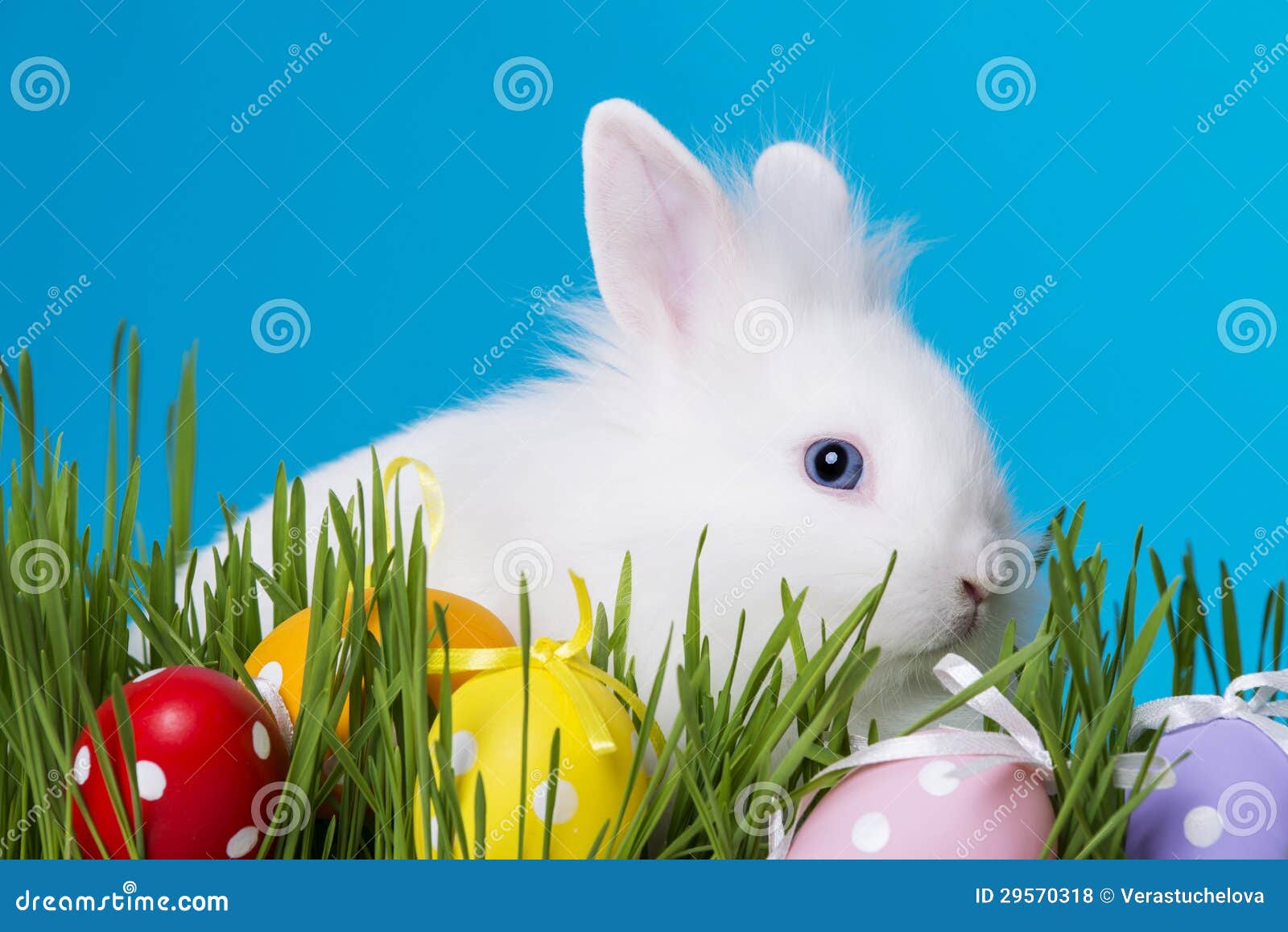 White Rabbit and Easter Eggs Stock Photo - Image of ears, grass: 29570318
