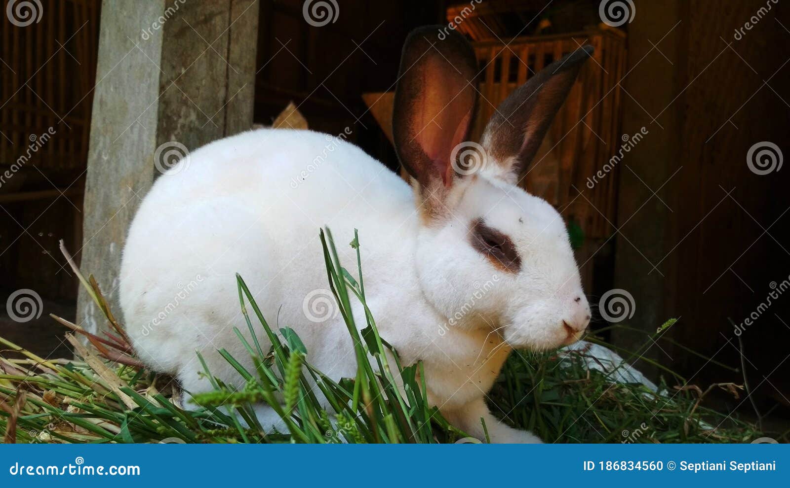 White rabbit eat grass stock photo. Image of nose, grass - 186834560