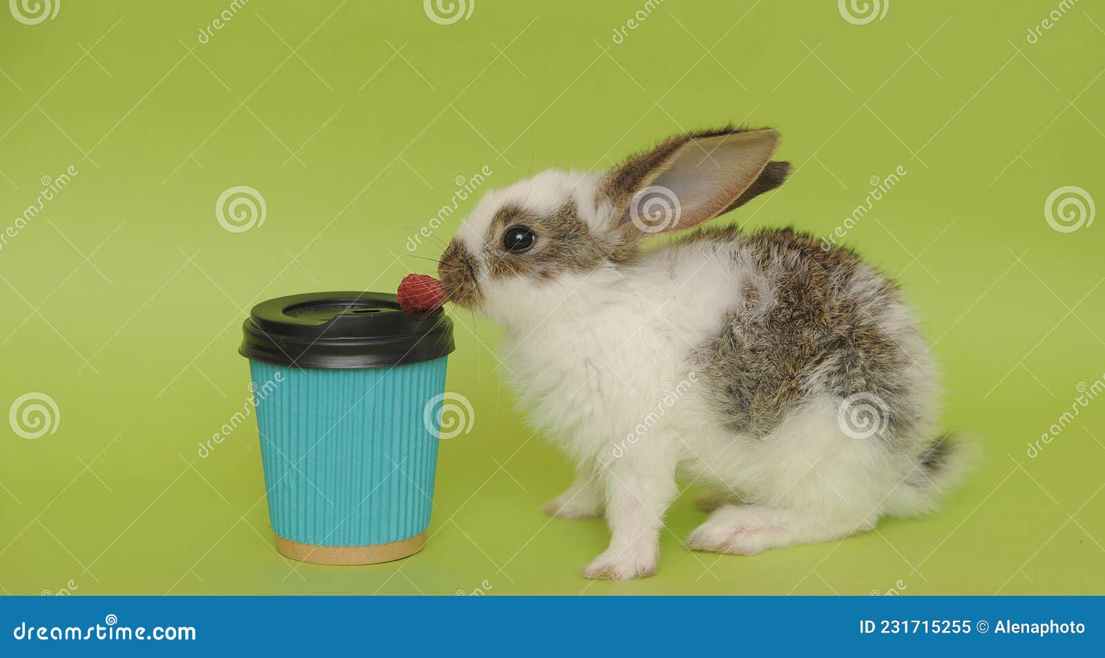 White Rabbit Eating Berries Stock Image - Image of baby, animal: 231715255