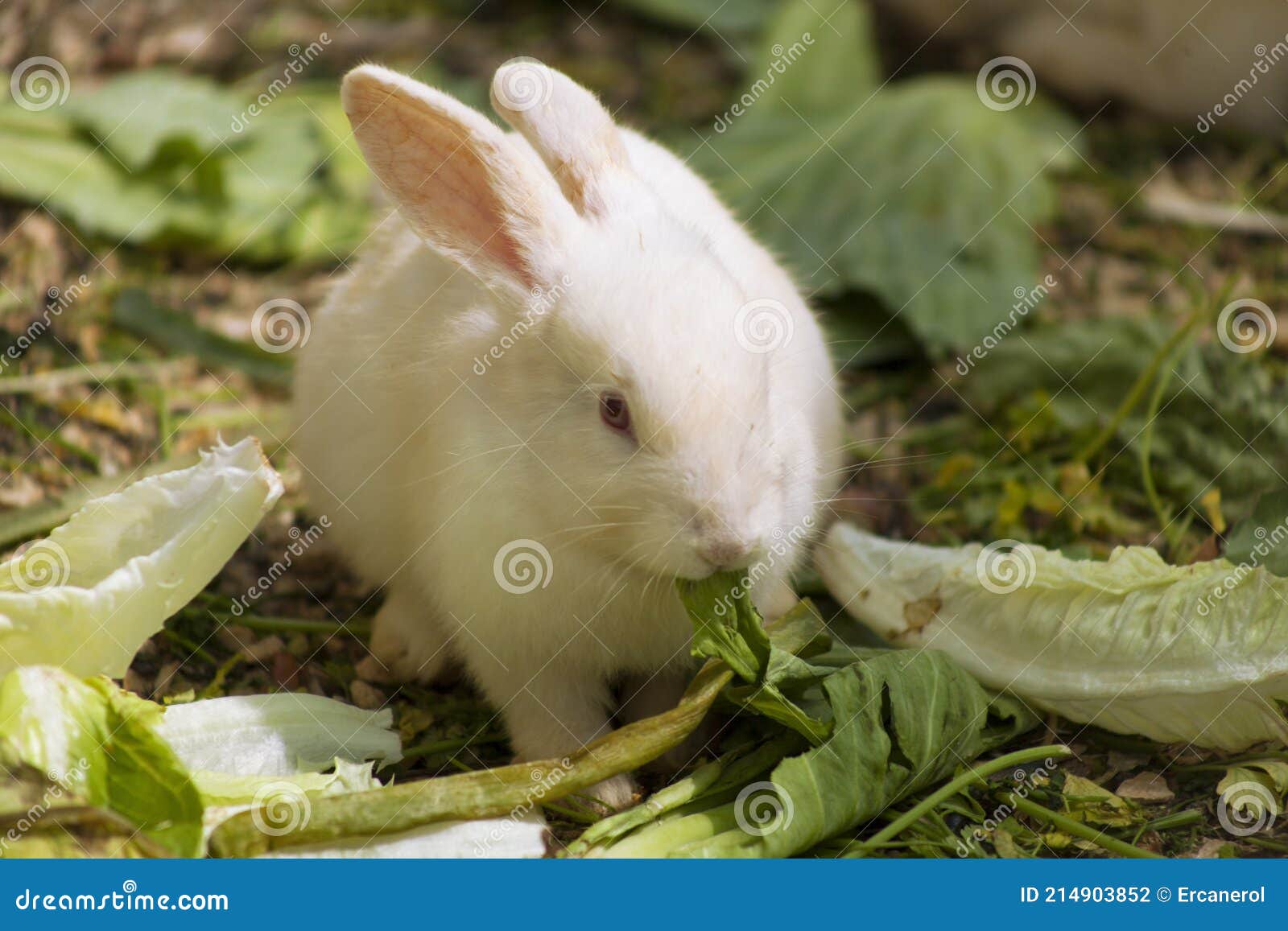 White Rabbit Eating Cabbage Stock Photo - Image of domestic, sylvilagus ...