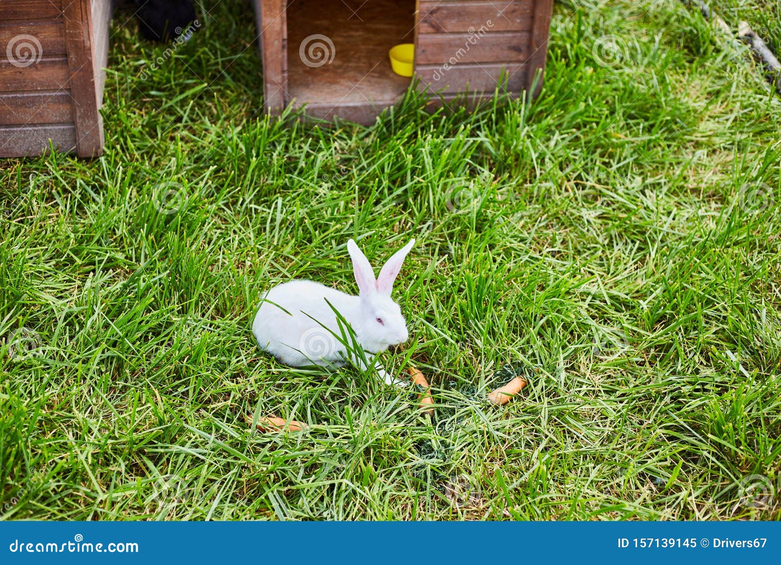White Rabbit Eating Carrot in the Garden Stock Image - Image of carrot ...