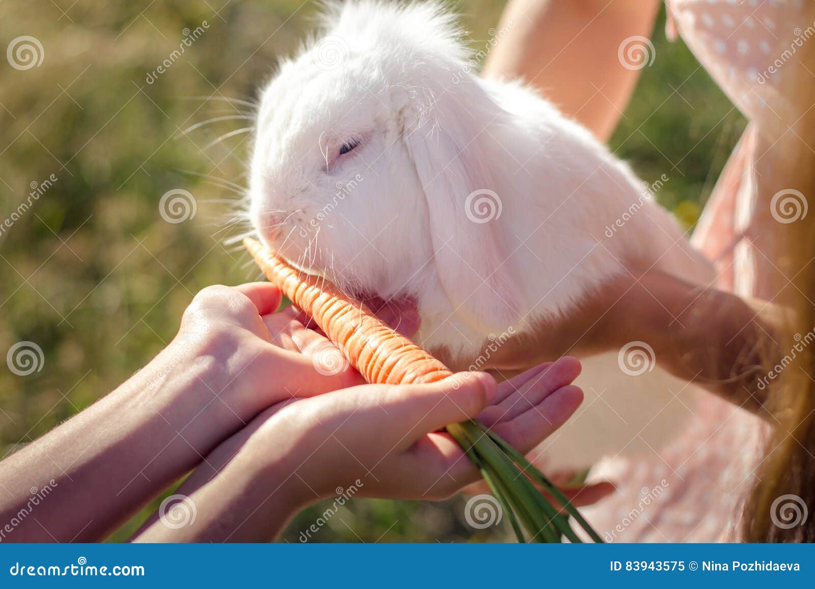 White rabbit eating carrot stock image. Image of green - 83943575