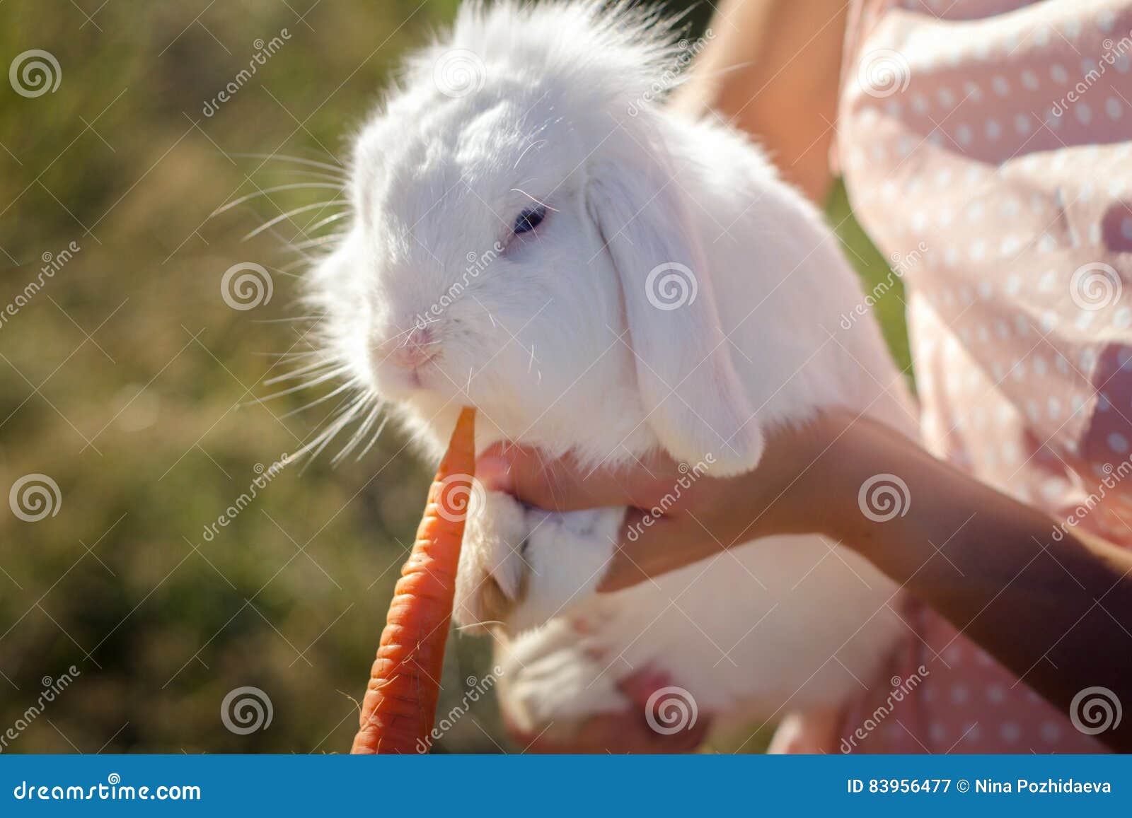 White rabbit eating carrot stock image. Image of sitting - 83956477