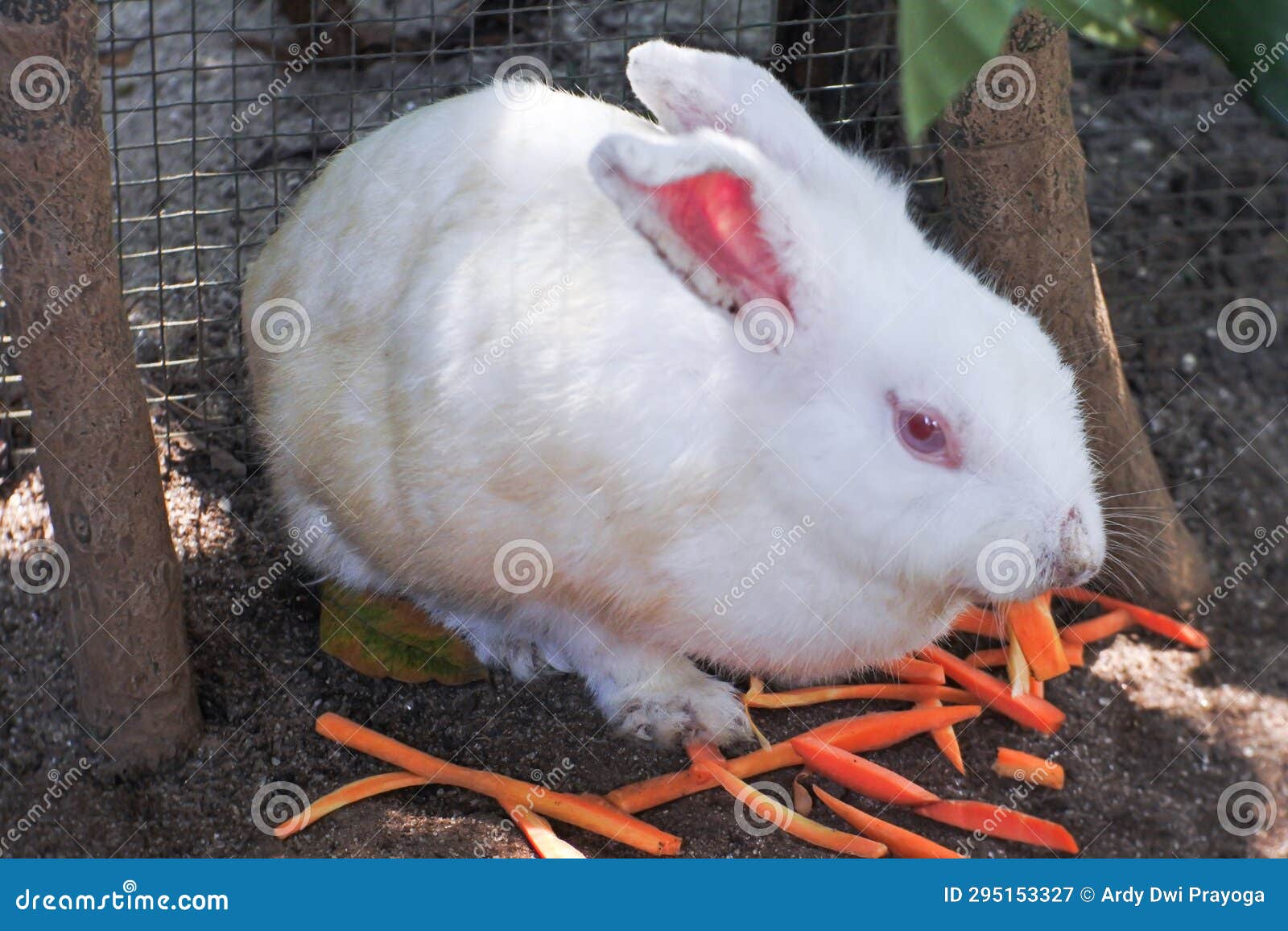 White Rabbit is Eating Carrots. Stock Image - Image of charming, march ...