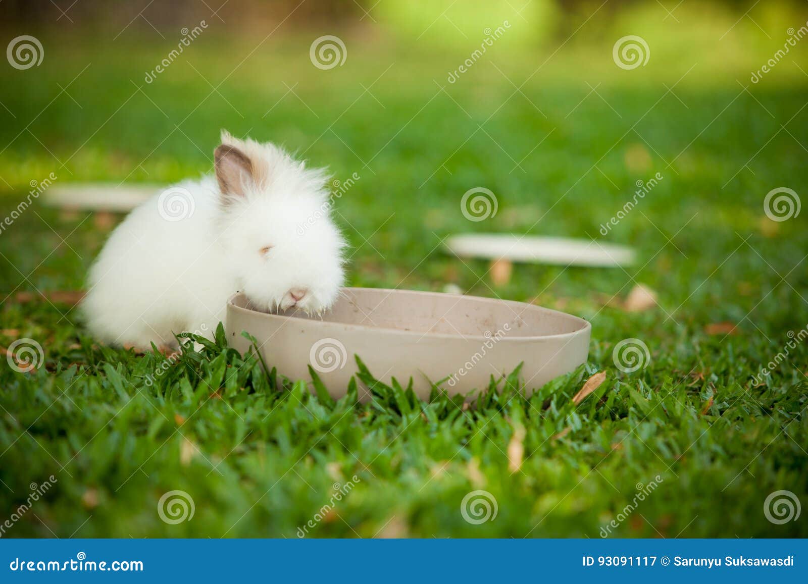 White rabbit stock image. Image of mammal, white, green - 93091117