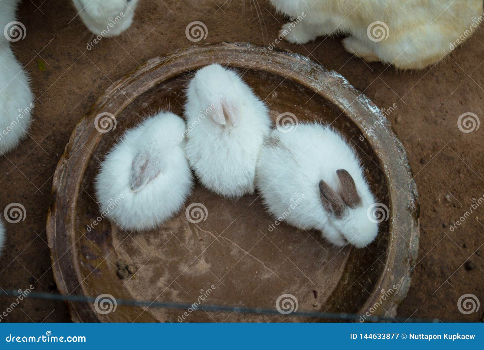 White rabbit eating food stock image. Image of fluffy - 144633877