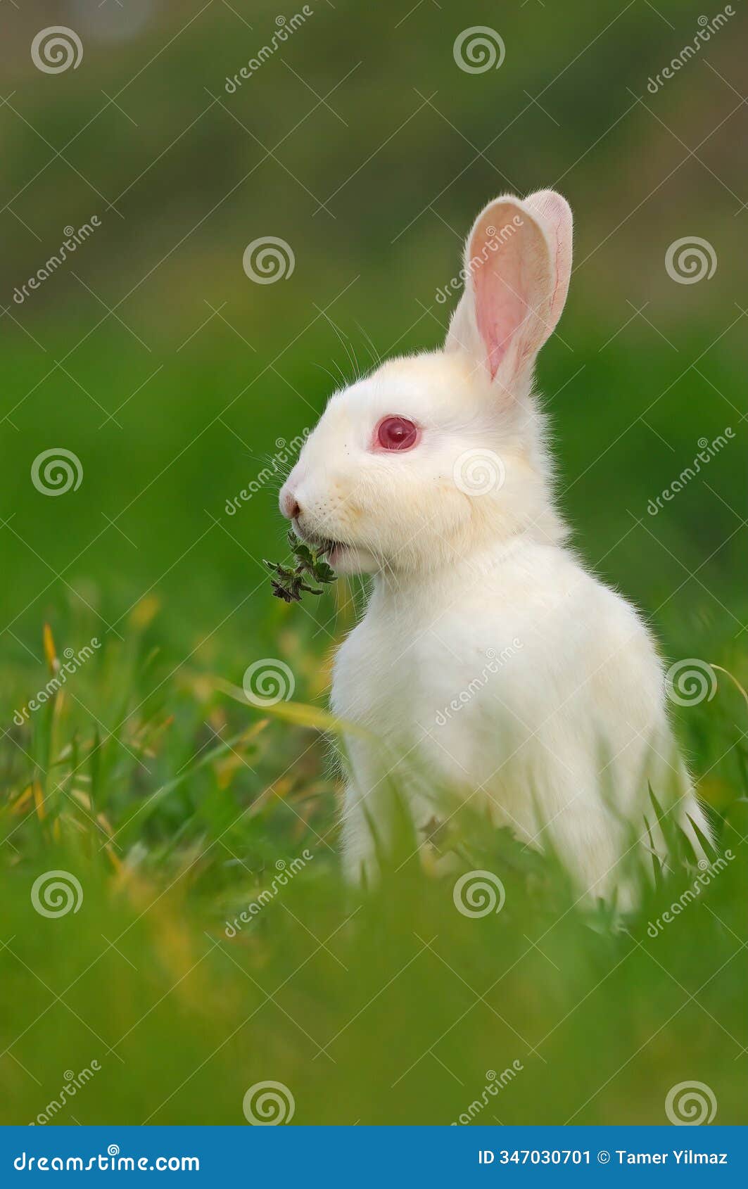 Rabbit Eating Carrot Coloring Page Collection. Cartoon Vector ...