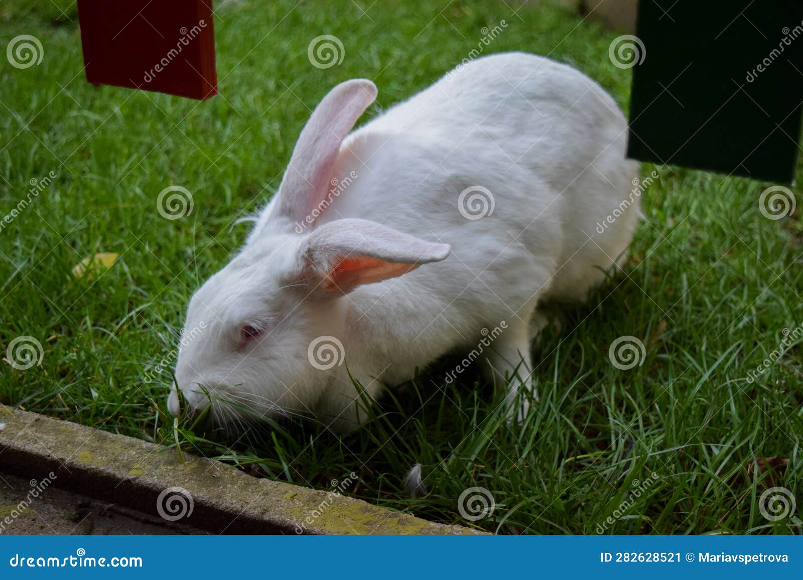 White rabbit eating grass stock image. Image of mammal - 282628521