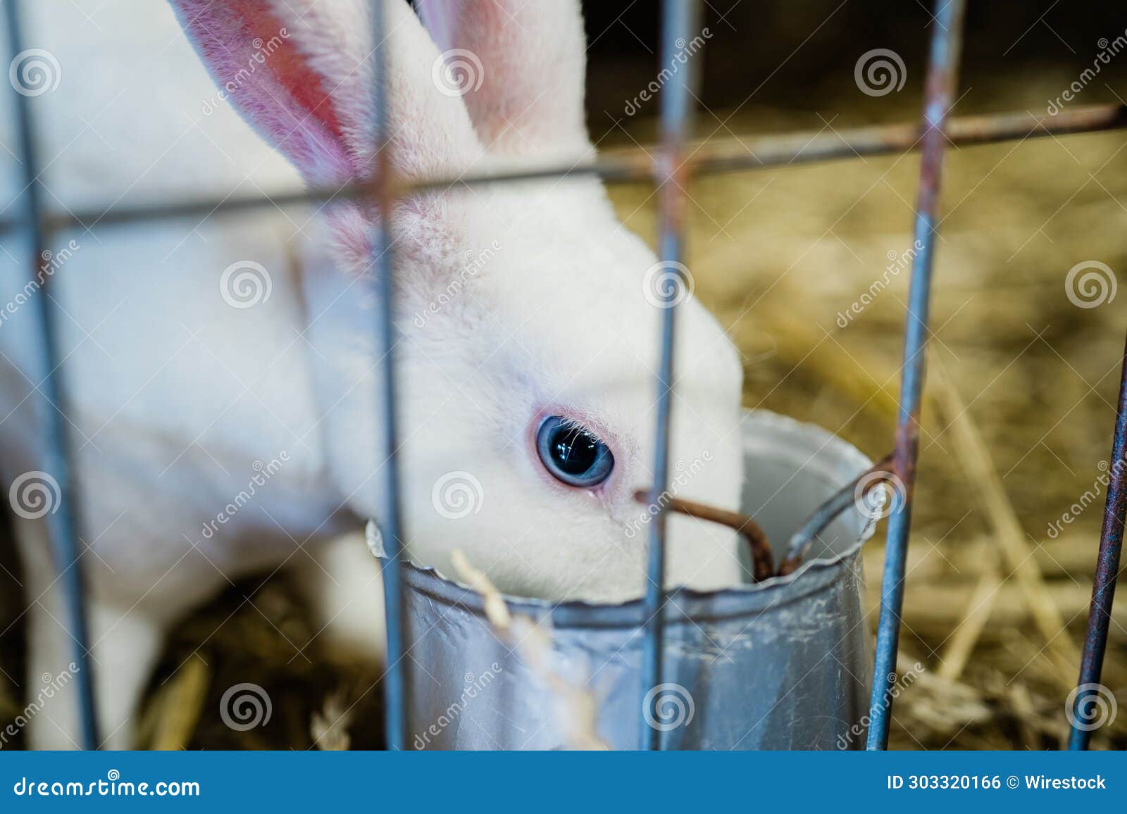 White Rabbit Eating from a Silver Pail Filled with Hay in a Rustic Barn ...
