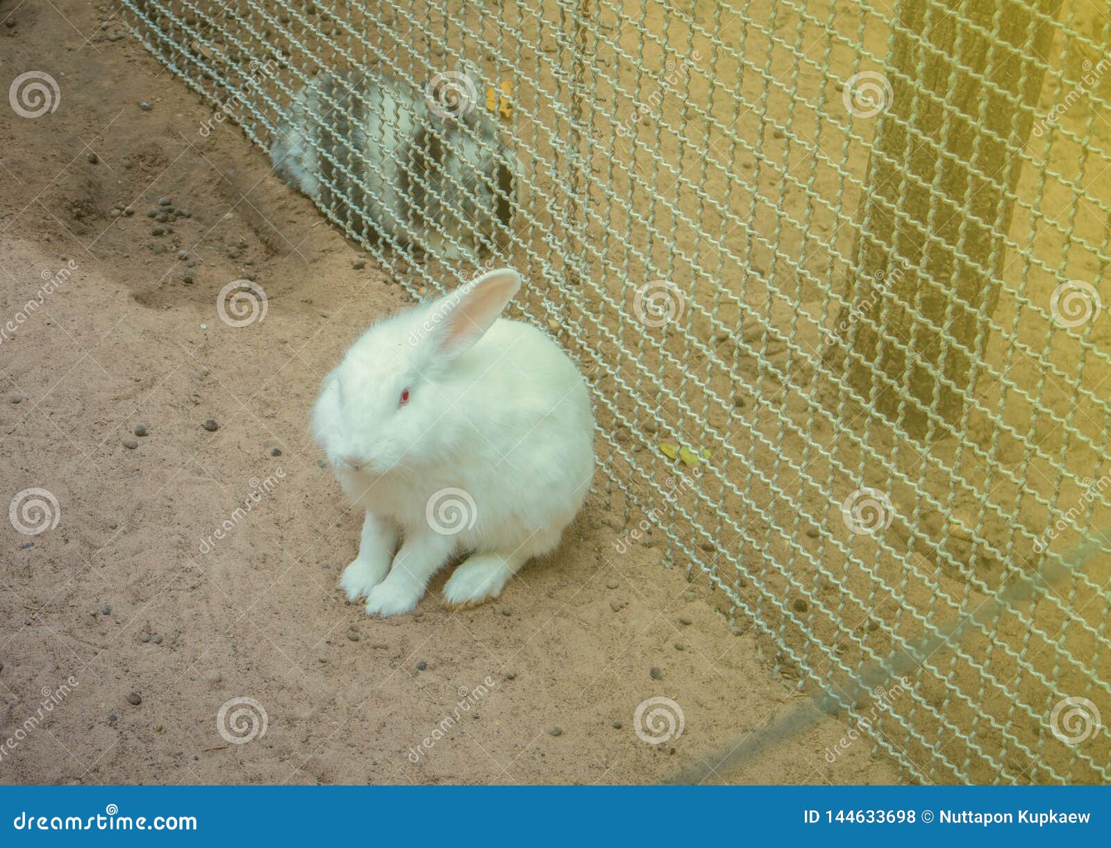 White Rabbit Eating in Stable Stock Photo - Image of rabbit, look ...