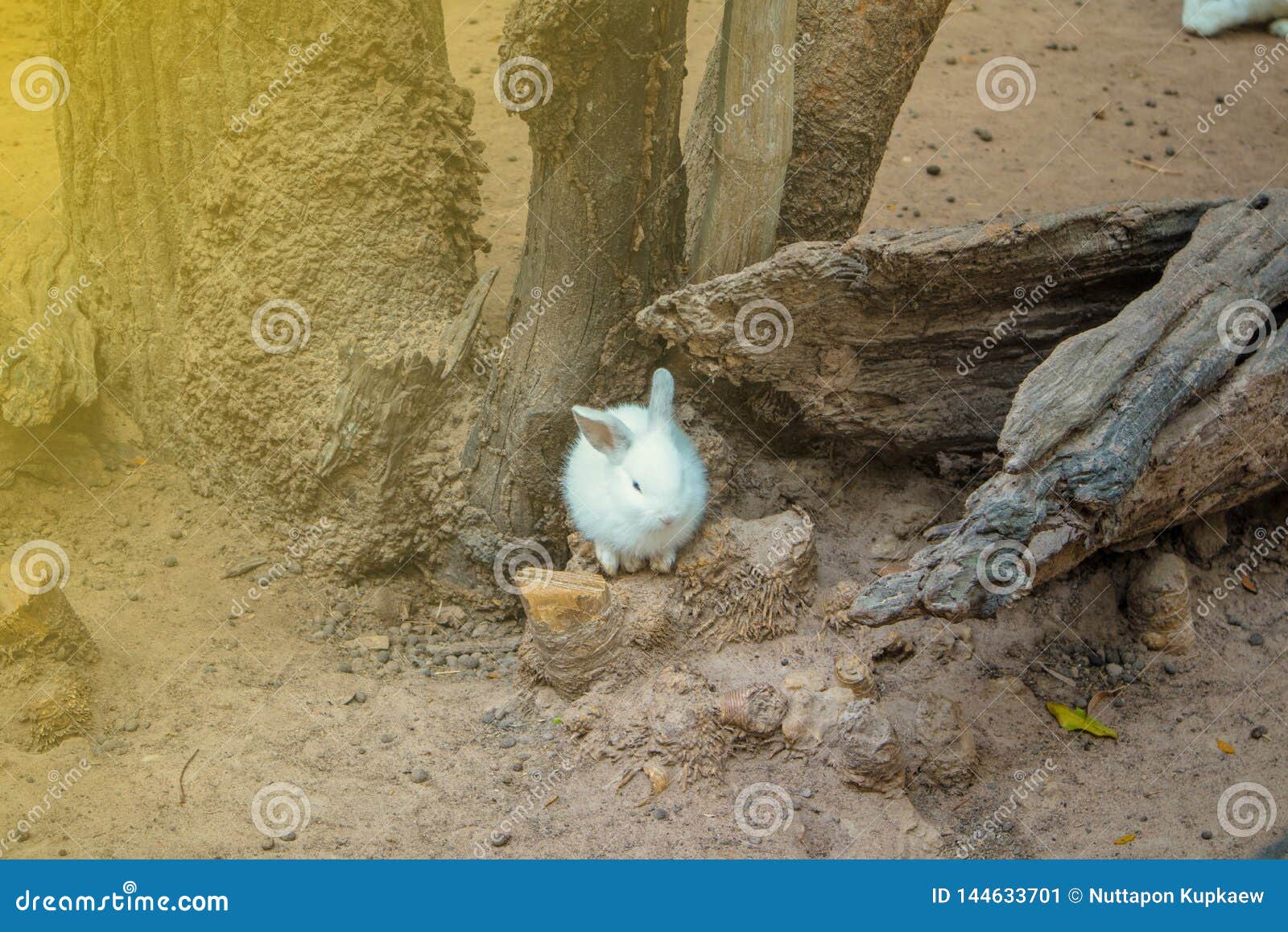 White Rabbit Eating in Stable Stock Image - Image of garden, rabbit ...