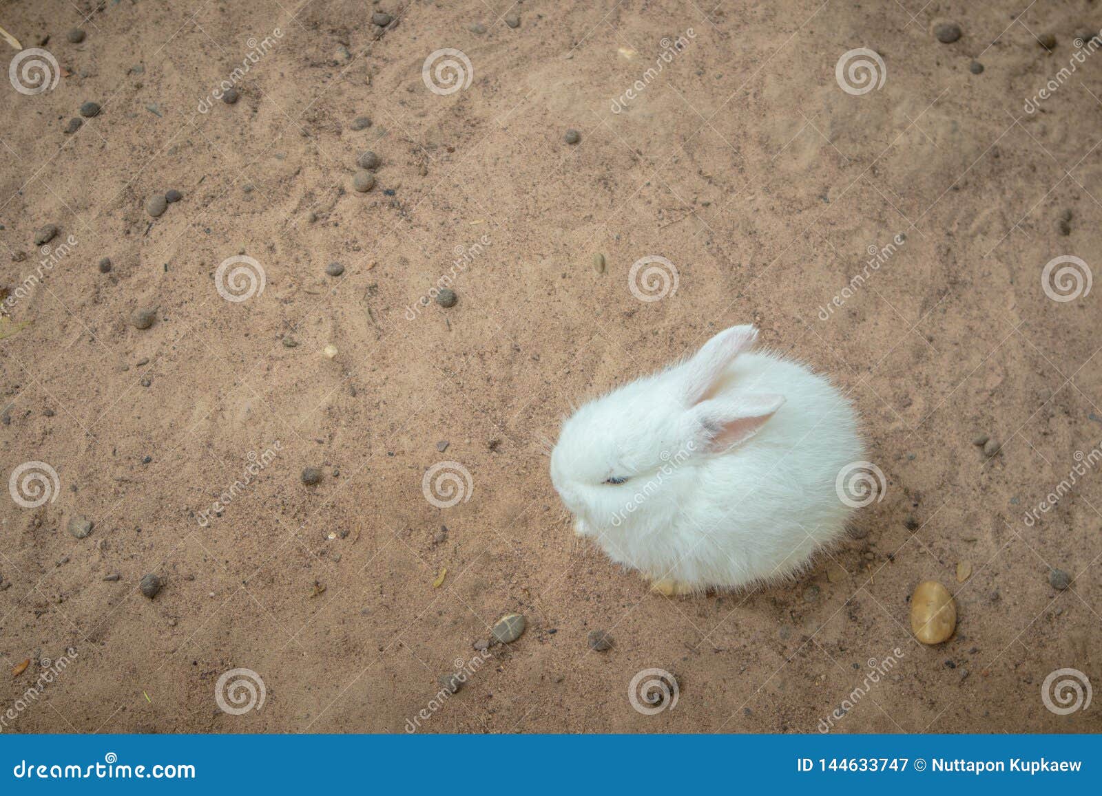 White Rabbit Eating in Stable in Zoo Stock Image - Image of fluff ...