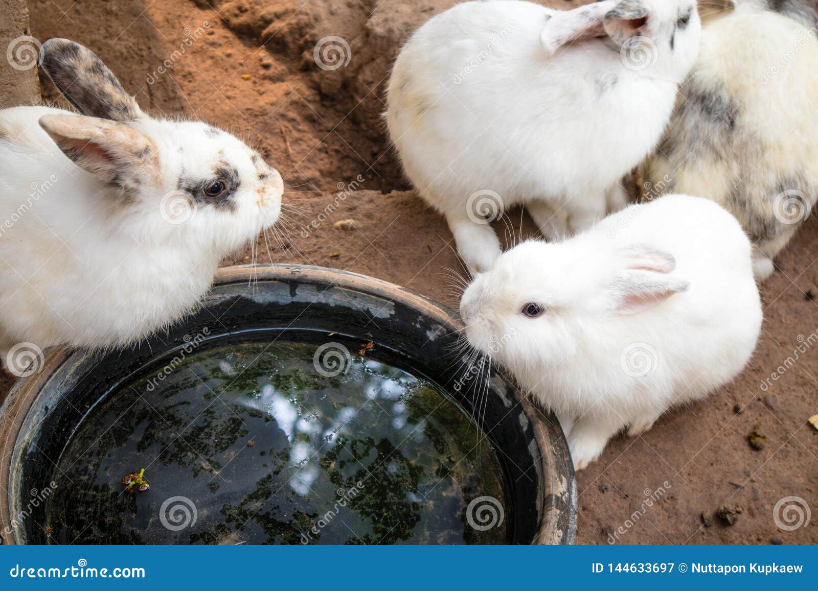White Rabbit Eating in Stable in Zoo Stock Image - Image of spring ...