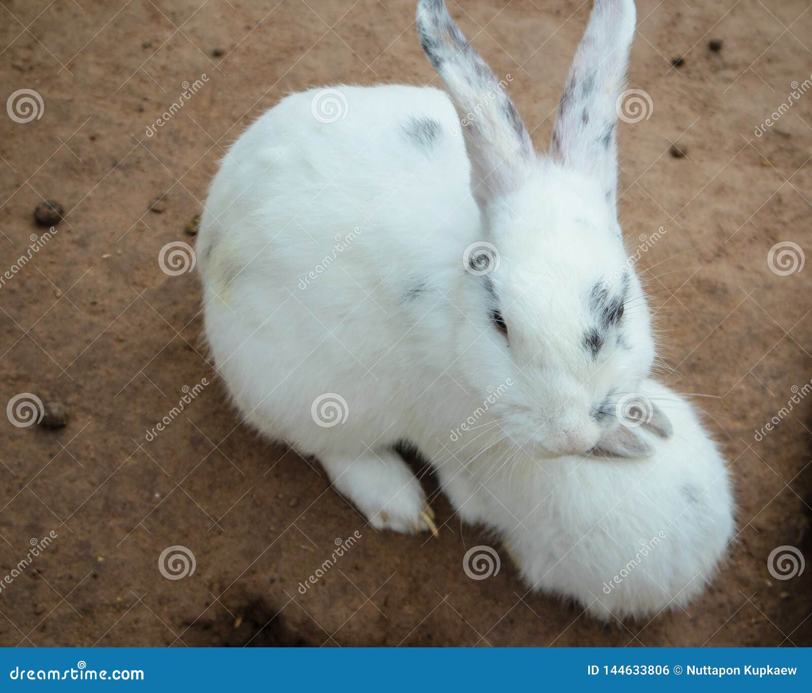 White Rabbit Eating in Stable in Zoo Stock Photo - Image of domestic ...