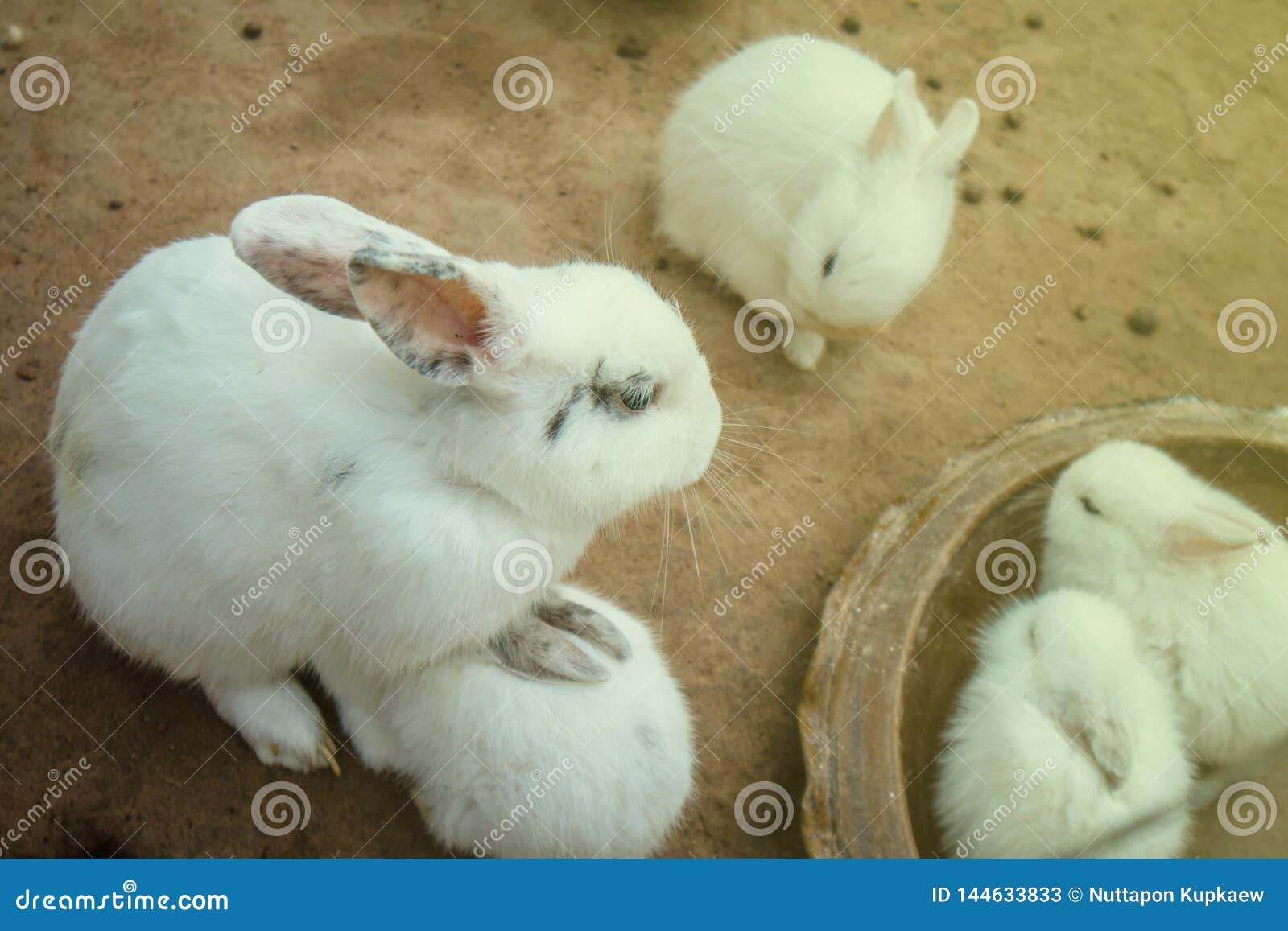 White Rabbit Eating in Stable in Zoo Stock Image - Image of feed, cute ...