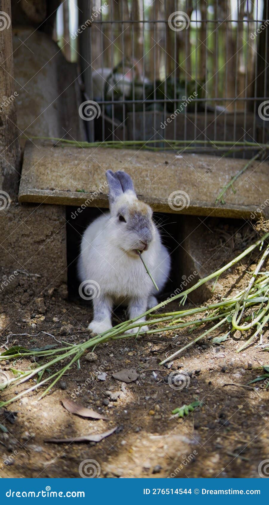 The White Rabbit is Eating a Vegetable Stock Photo - Image of vegetable ...