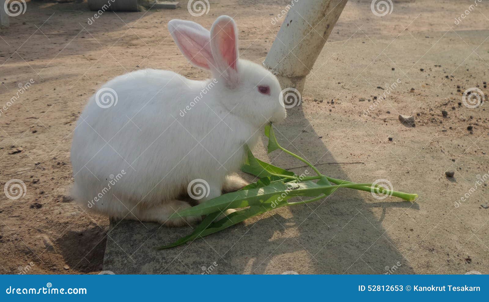 White Rabbit Eating Vegetable Stock Image - Image of vegetable, eating ...