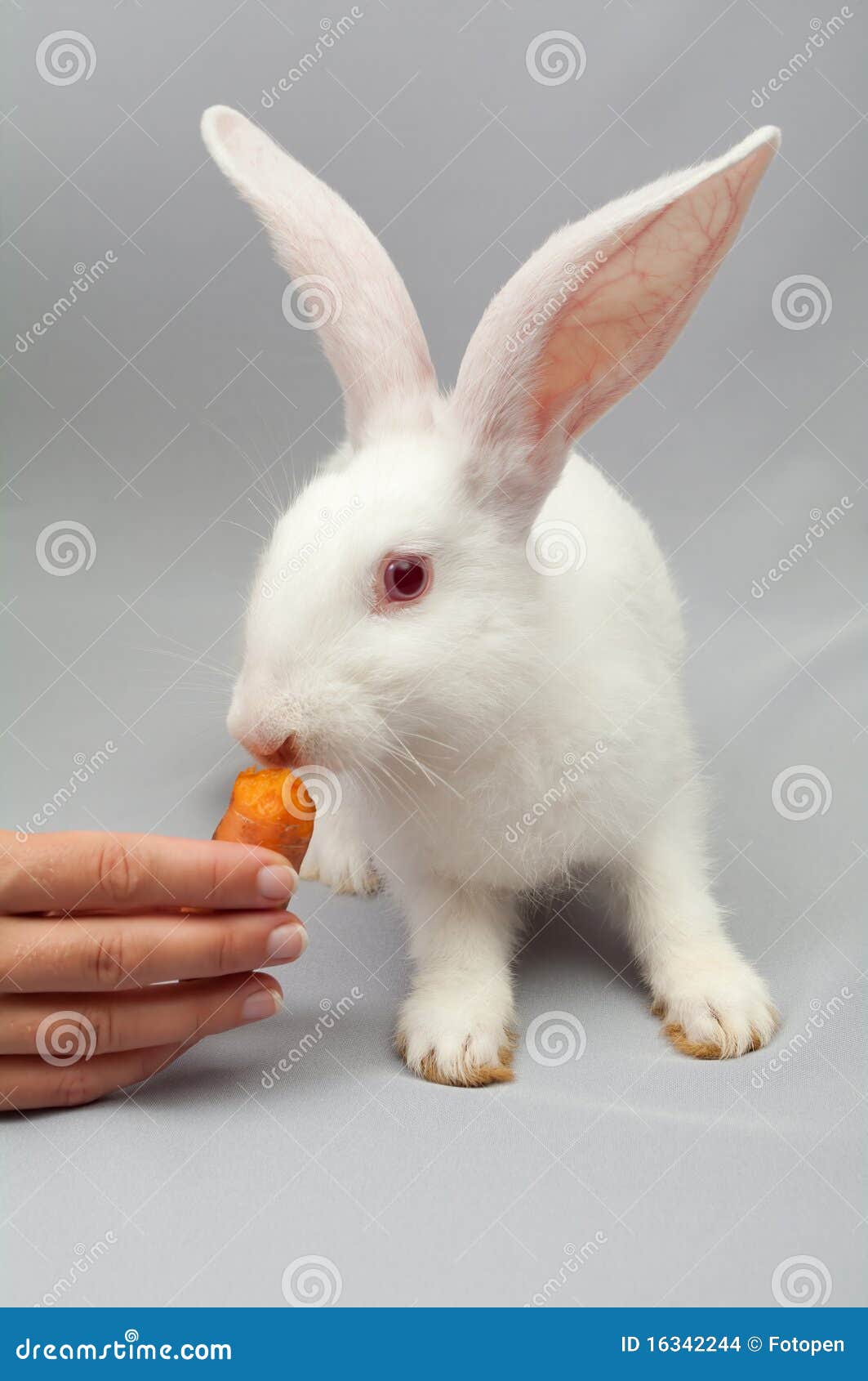 White Rabbit Eats Carrots in Hand Stock Photo - Image of small ...