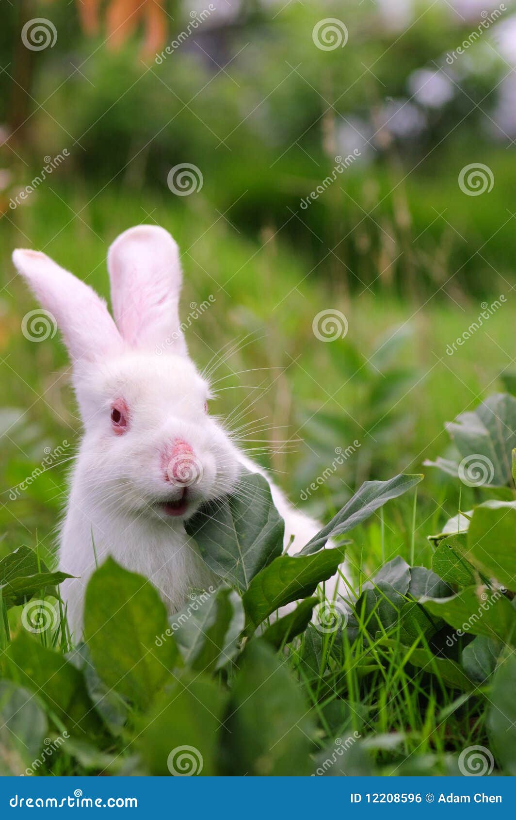 White rabbit eats grass stock photo. Image of cony, green - 12208596