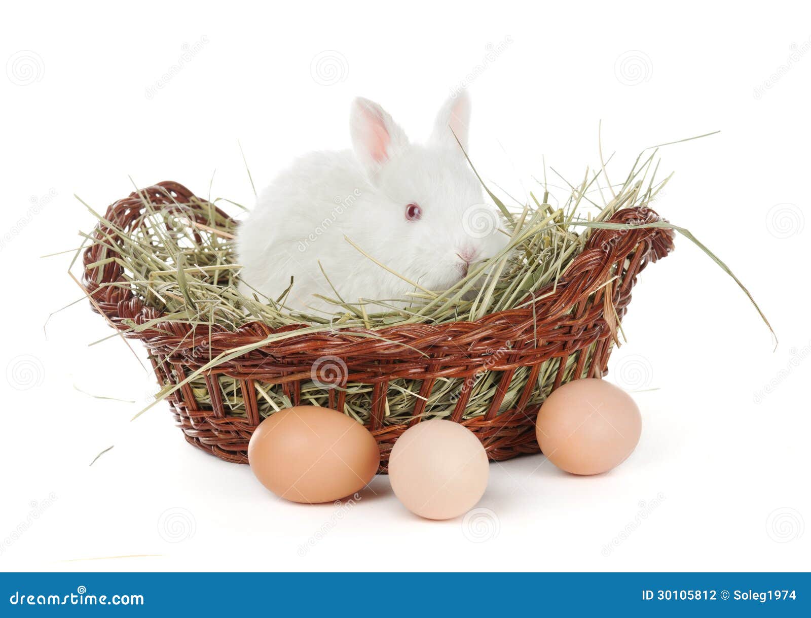 White Rabbit in a Basket and Eggs Stock Photo - Image of bunny, looking ...