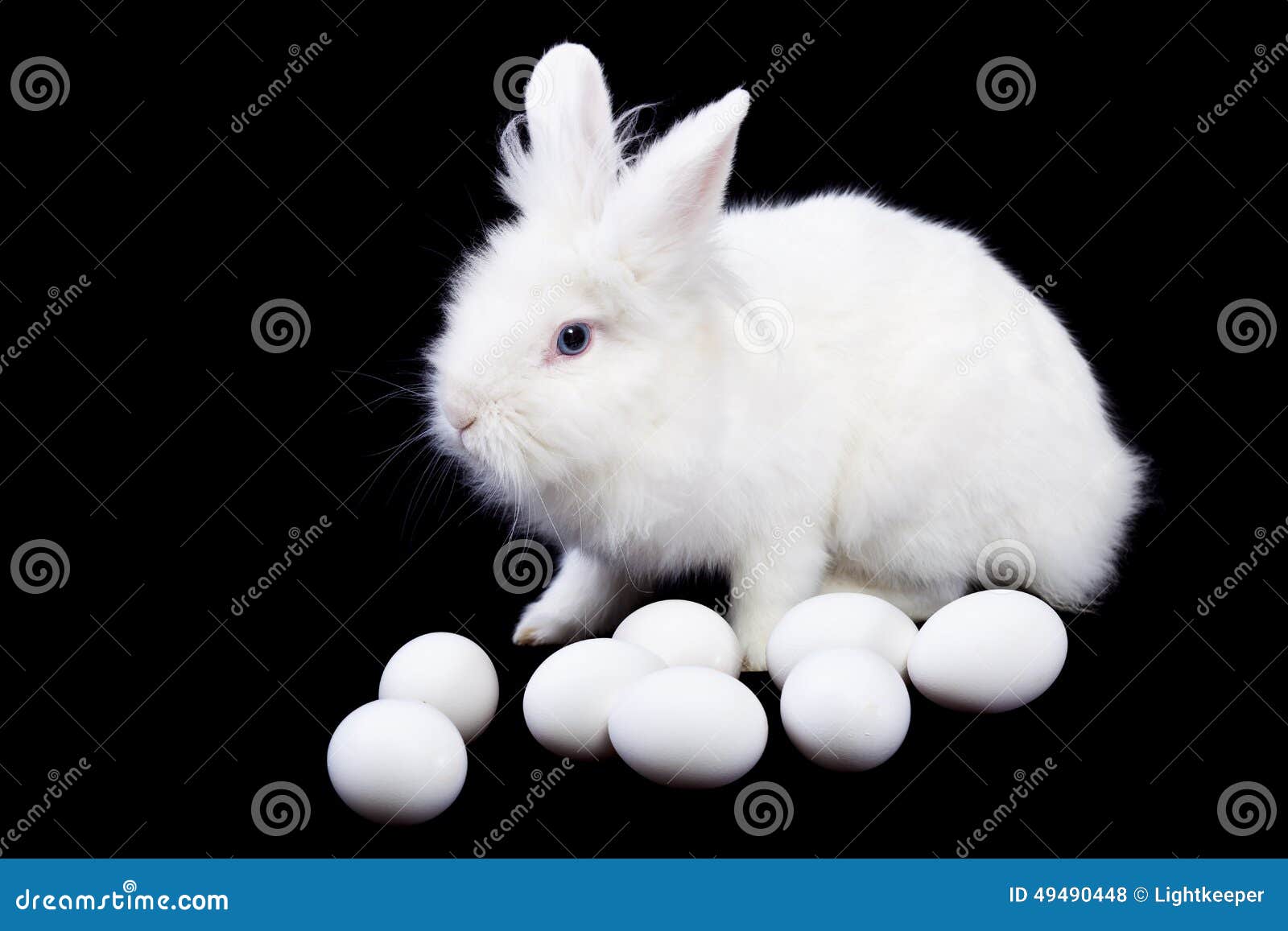 White Rabbit and Eggs on Black Stock Photo - Image of domestic, ears ...