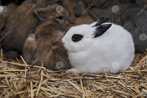 White Rabbit with Eyes and Black Ears Stock Photo - Image of mammal ...