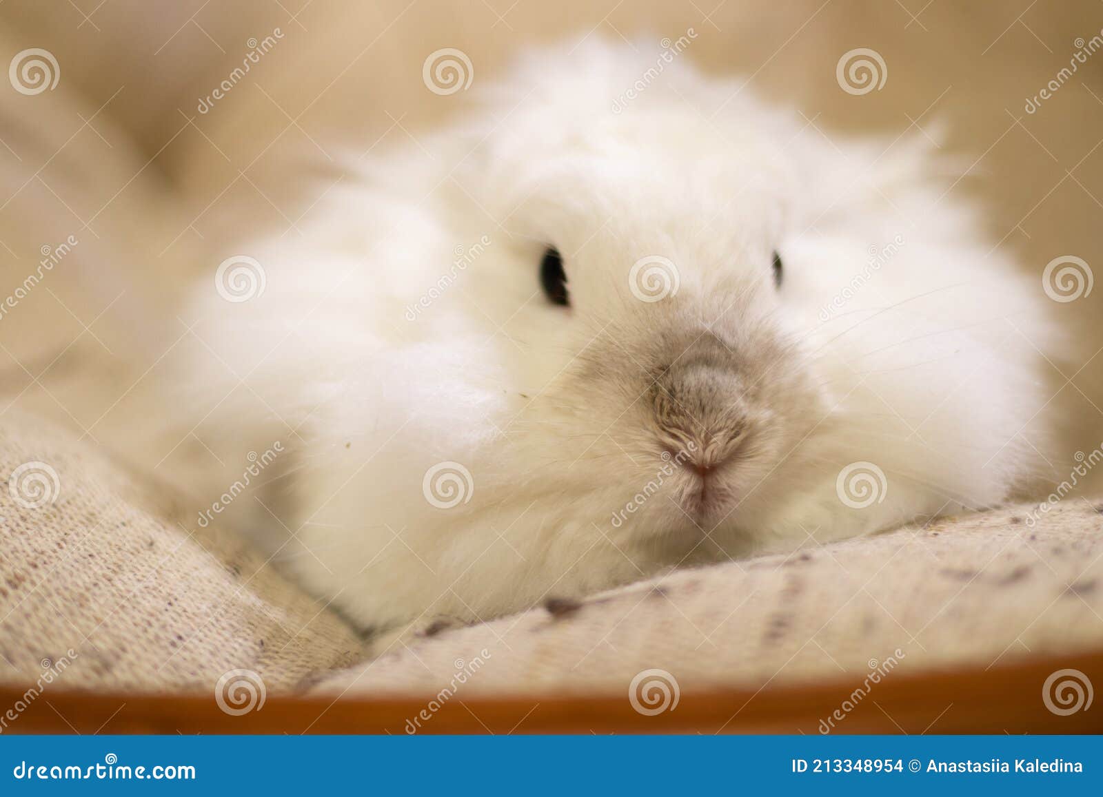 White rabbit face close up stock photo. Image of white - 213348954