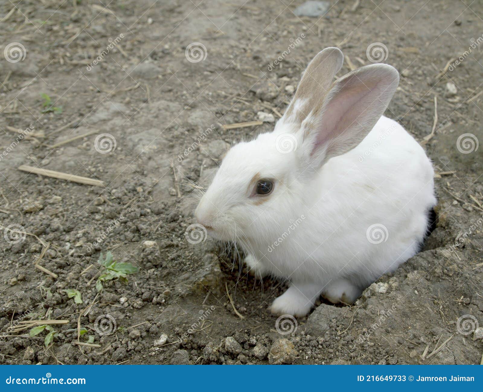 The White Rabbit on the Farm Lying on the Ground Stock Image - Image of ...