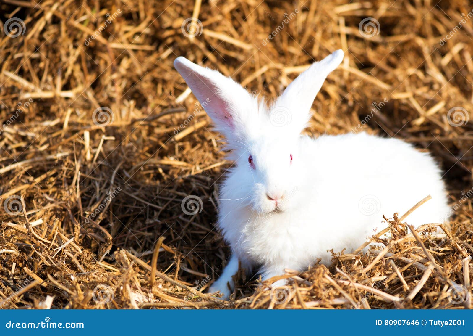 White Rabbit at the Farm in Spring Stock Photo - Image of mammal ...