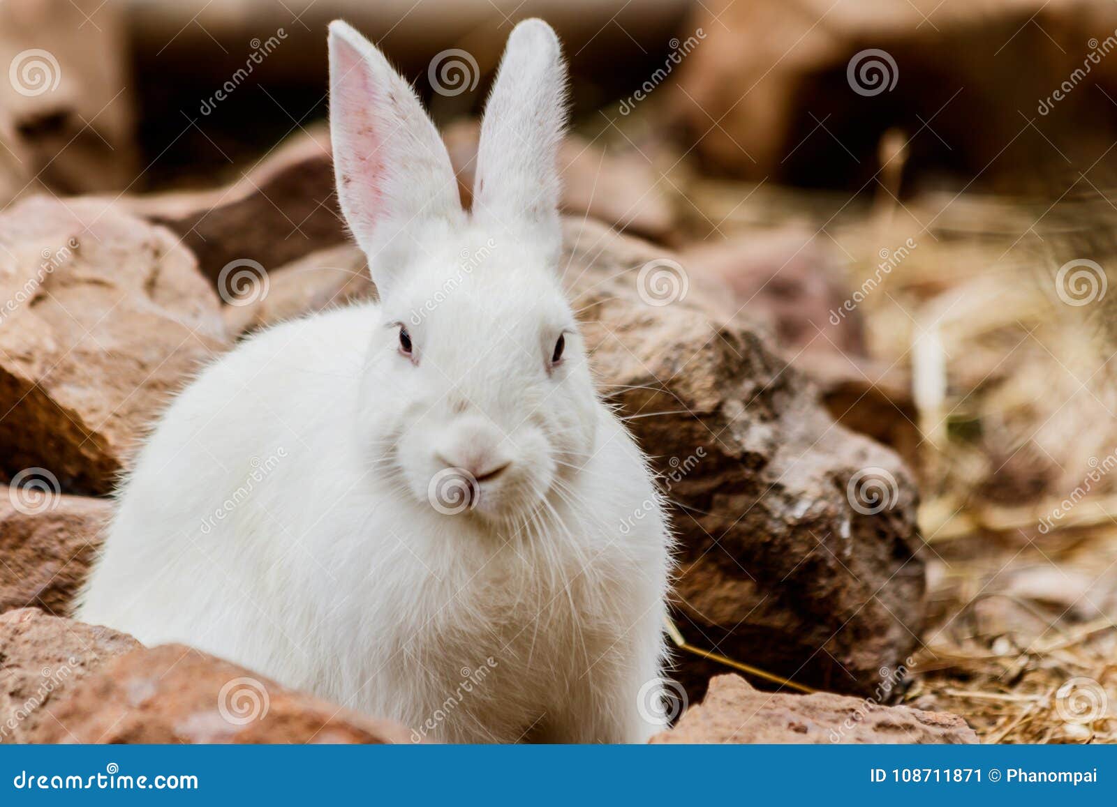 White rabbit in farm stock image. Image of grass, outside - 108711871