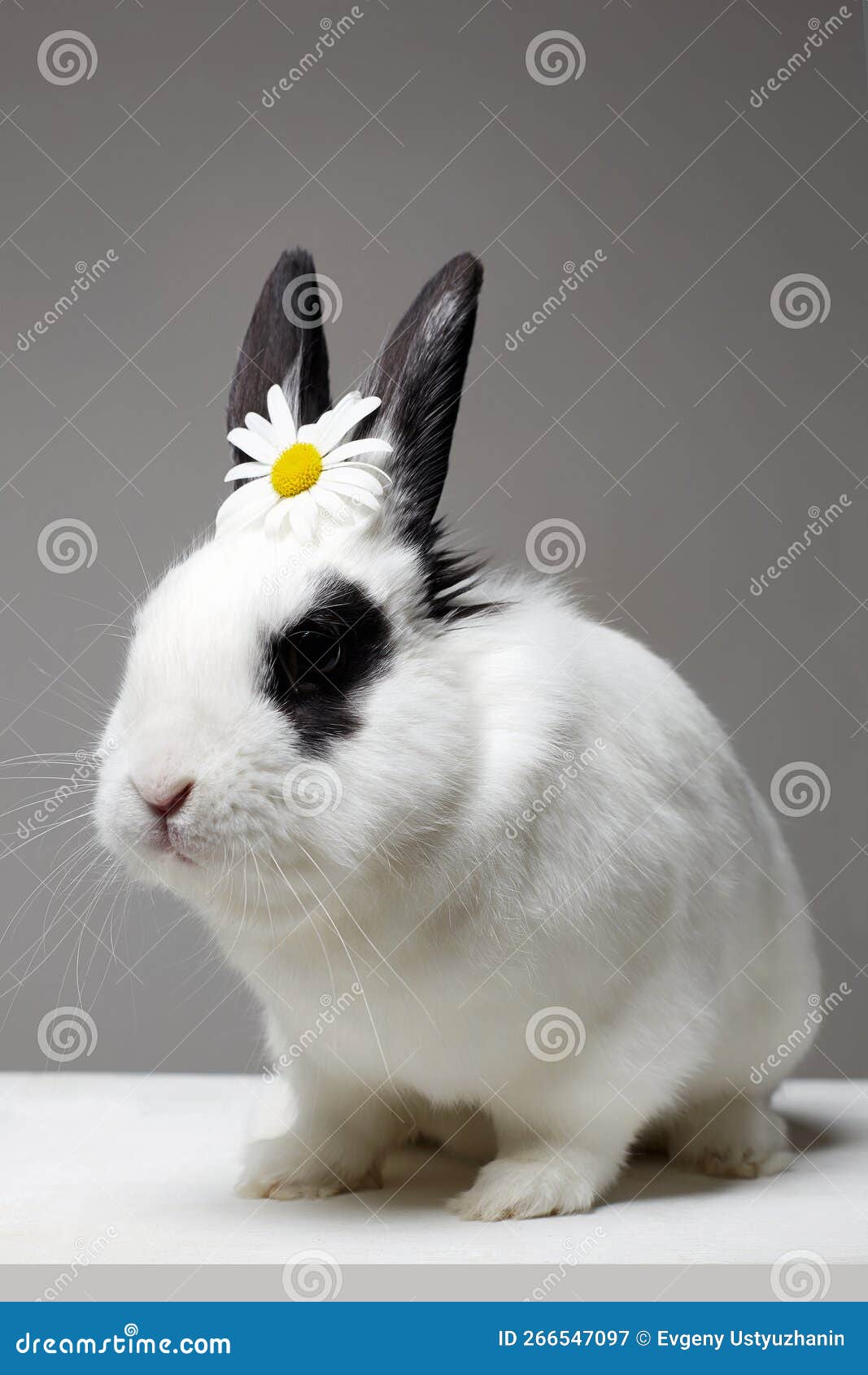 White Rabbit with Flower on Head. Funny Fluffy Rabbit Stock Image ...