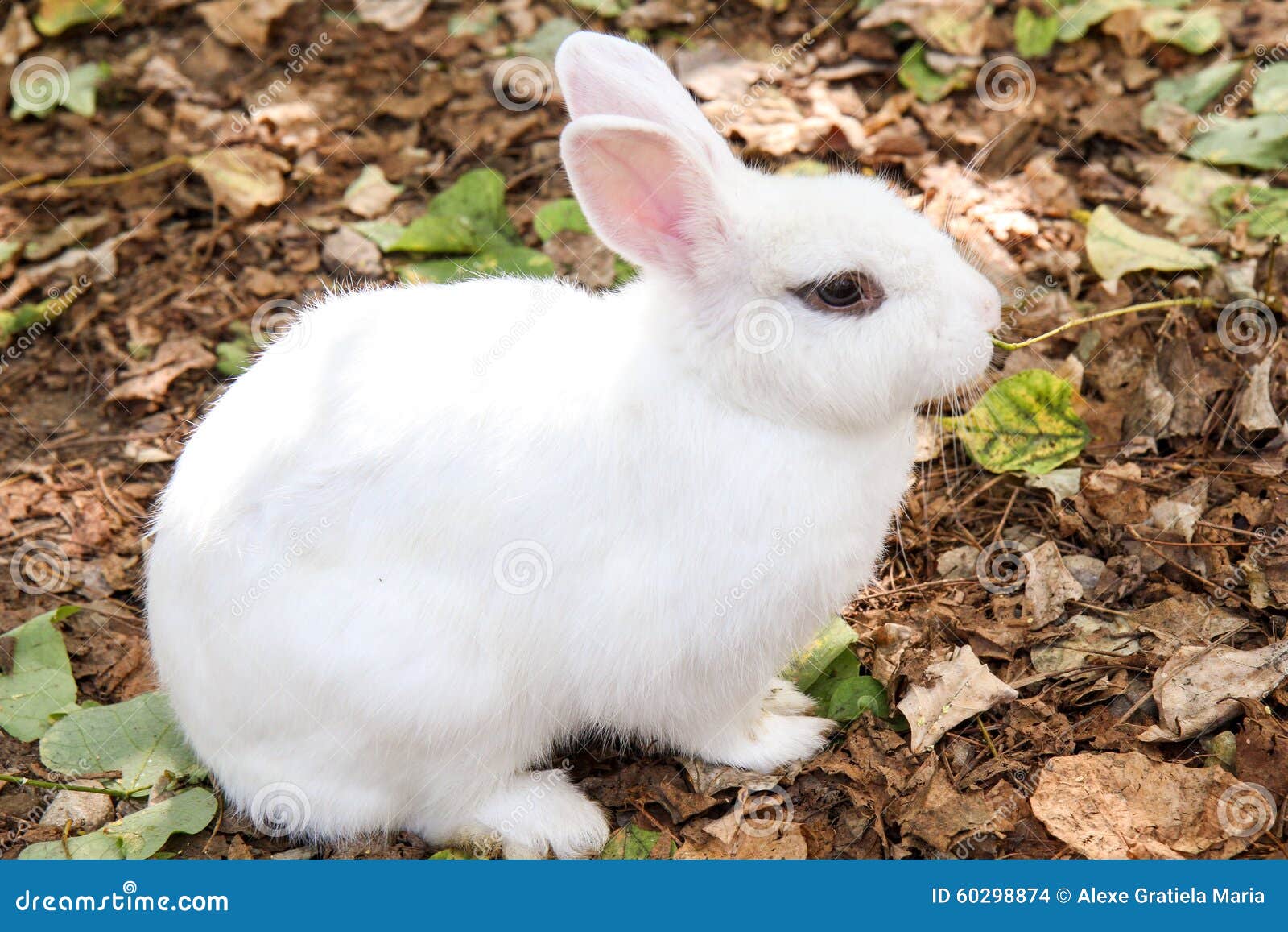 White rabbit stock photo. Image of animal, baby, concept - 60298874