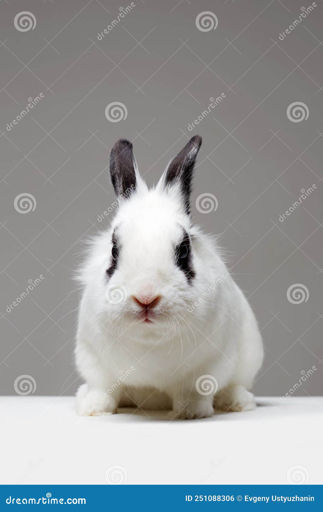 White Rabbit. Funny Easter Bunny Stock Photo - Image of animal, furry ...