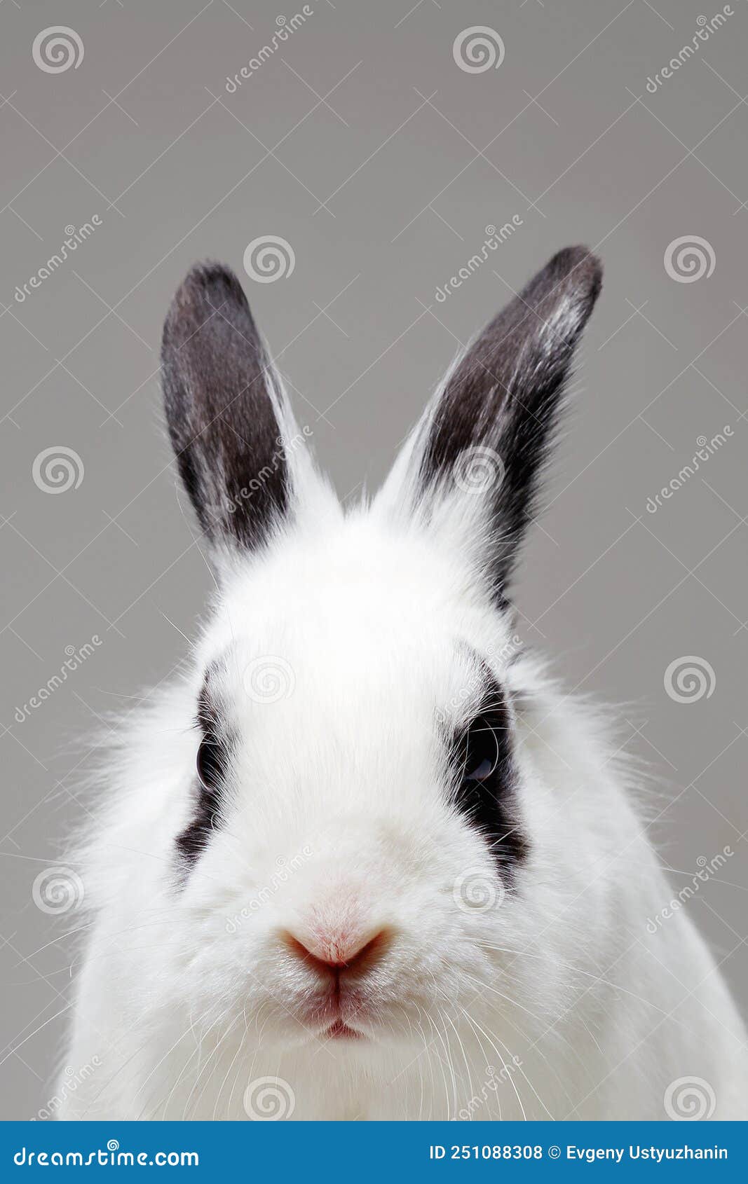White Rabbit. Funny Easter Bunny Stock Photo - Image of fluffy, playful ...