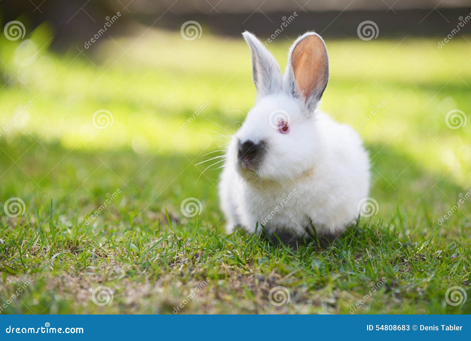 White rabbit stock image. Image of nature, funny, fauna - 54808683