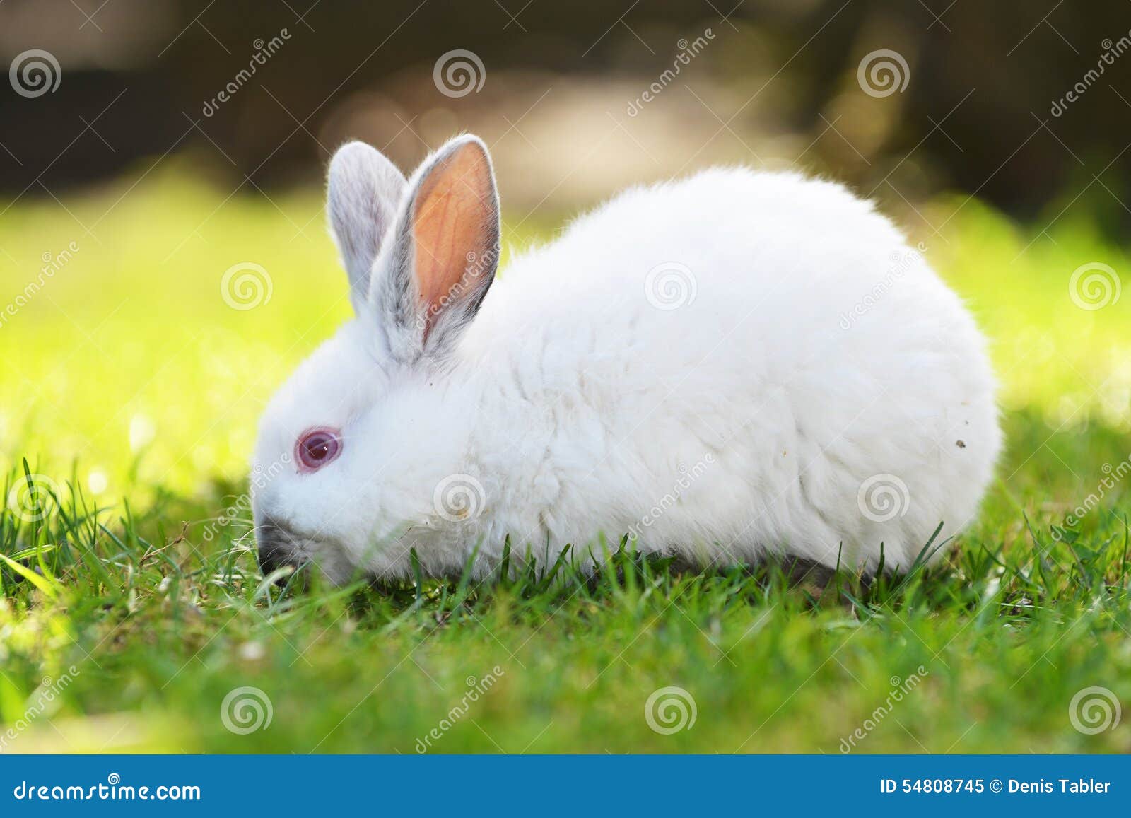 White rabbit stock image. Image of wildlife, easter, animal - 54808745