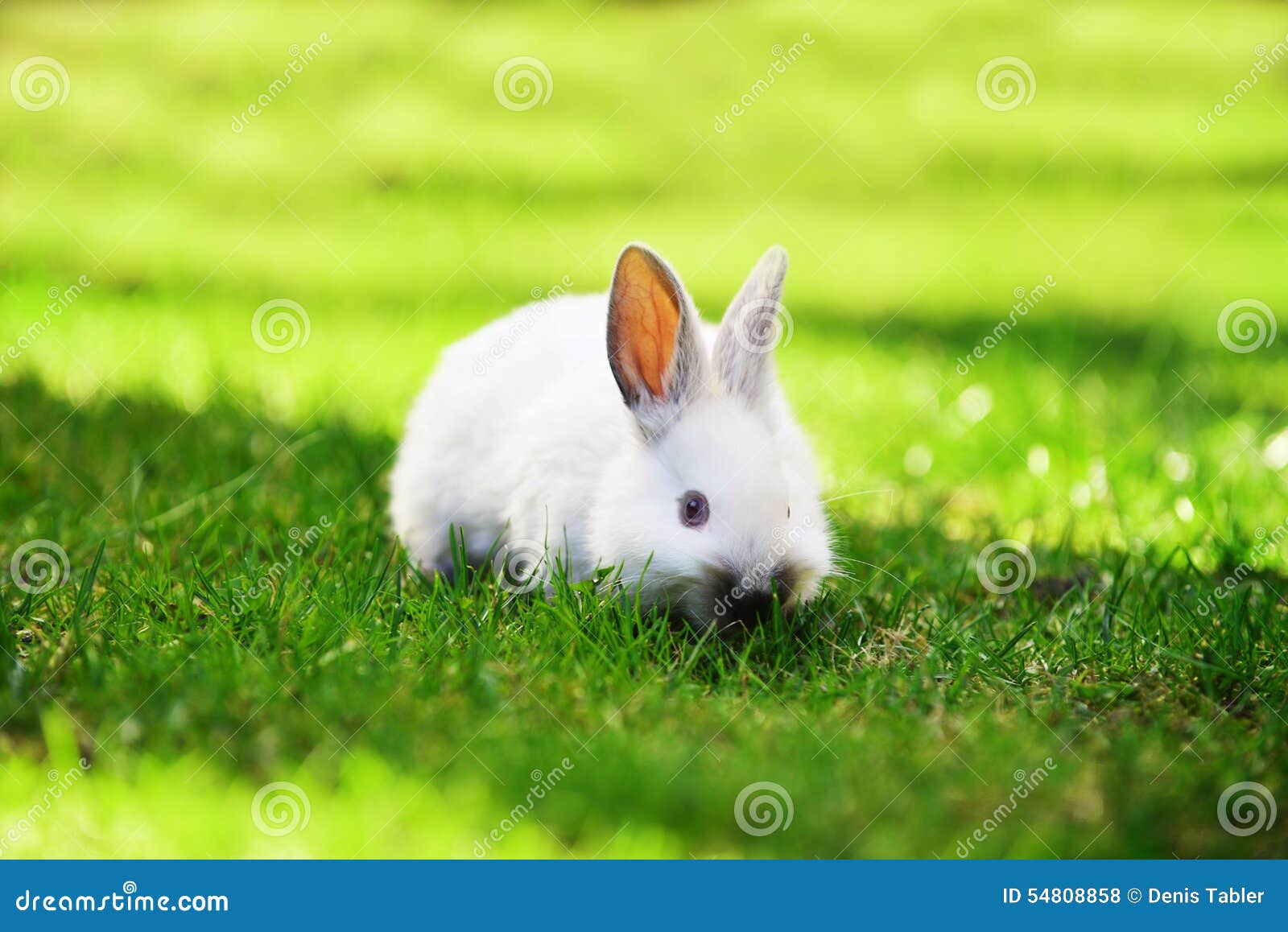 White rabbit stock photo. Image of animal, green, young - 54808858