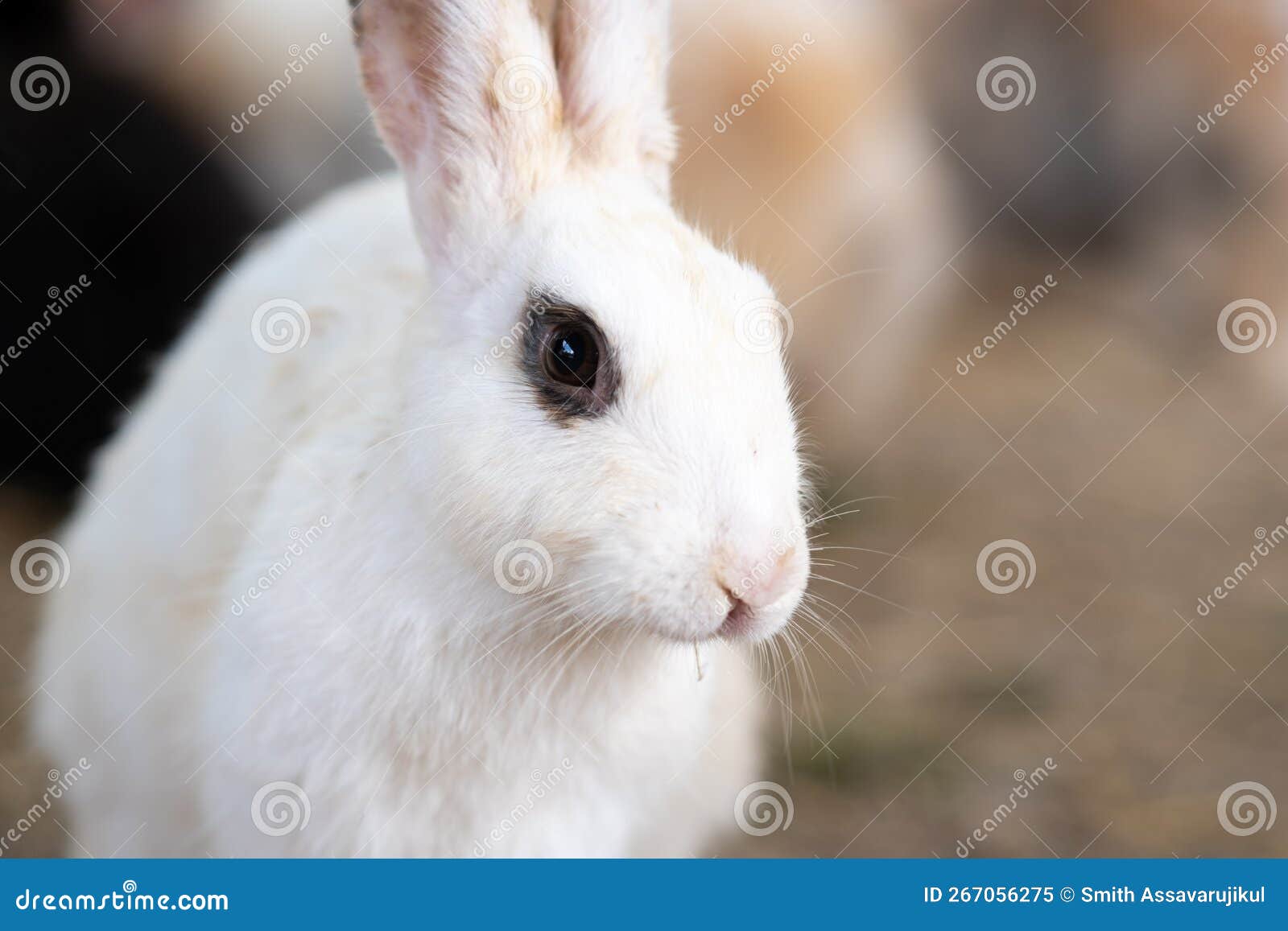 White Rabbit in the Garden stock image. Image of fluffy - 267056275
