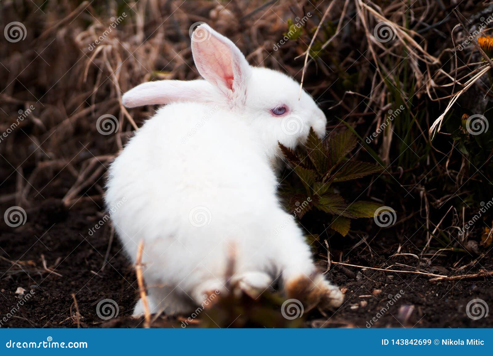 White rabbit in the garden stock image. Image of spring - 143842699
