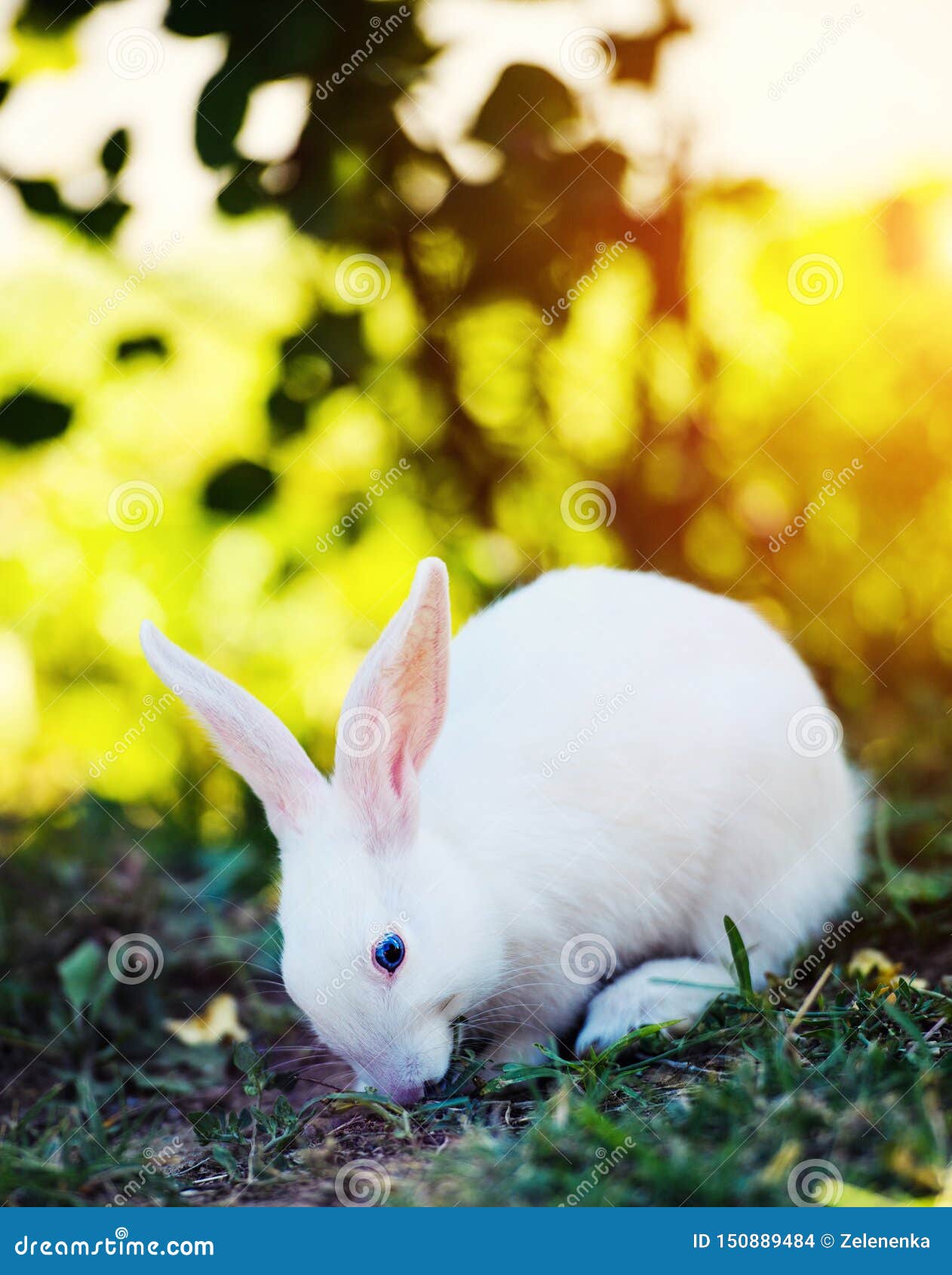 White Rabbit in the Garden. Fluffy Bunny on Green Grass, Spring Time ...