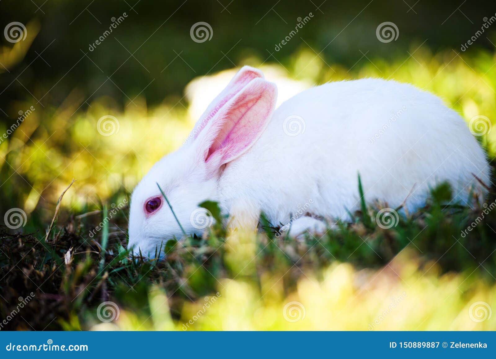 White Rabbit in the Garden. Fluffy Bunny on Green Grass, Spring Time ...