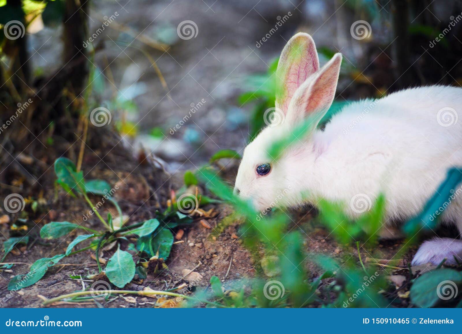 White Rabbit in the Garden. Fluffy Bunny on Green Grass, Summer Time ...