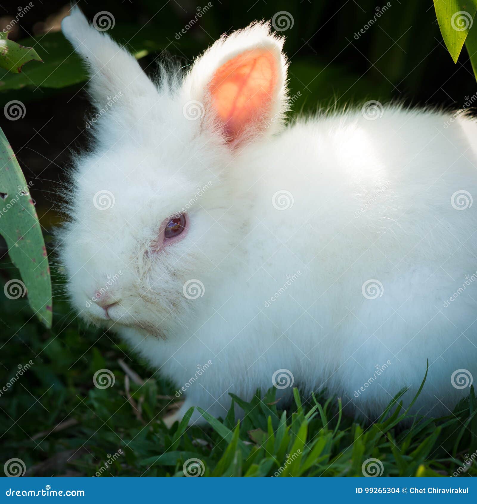 White rabbit in garden. stock photo. Image of rabbit - 99265304