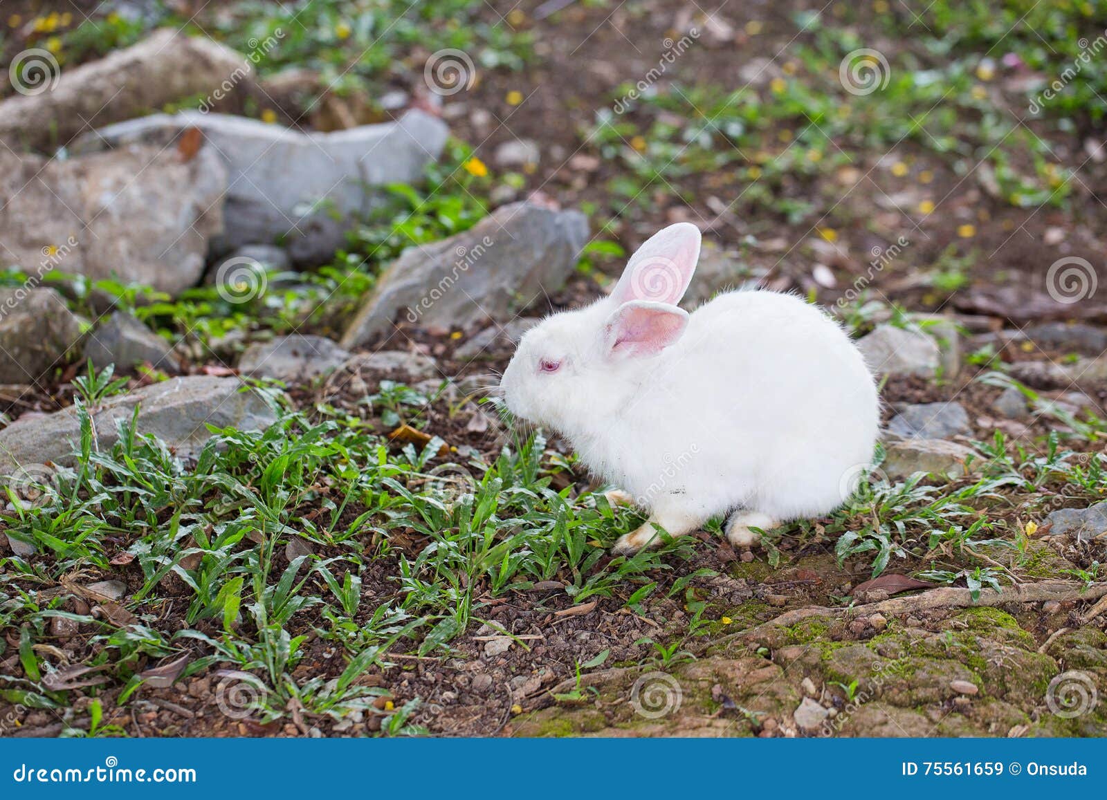 White rabbit in garden stock image. Image of rabbit, farm - 75561659