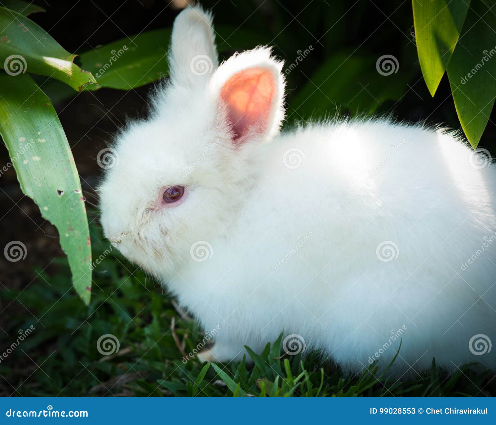 White rabbit in garden. stock image. Image of bunny, hair - 99028553