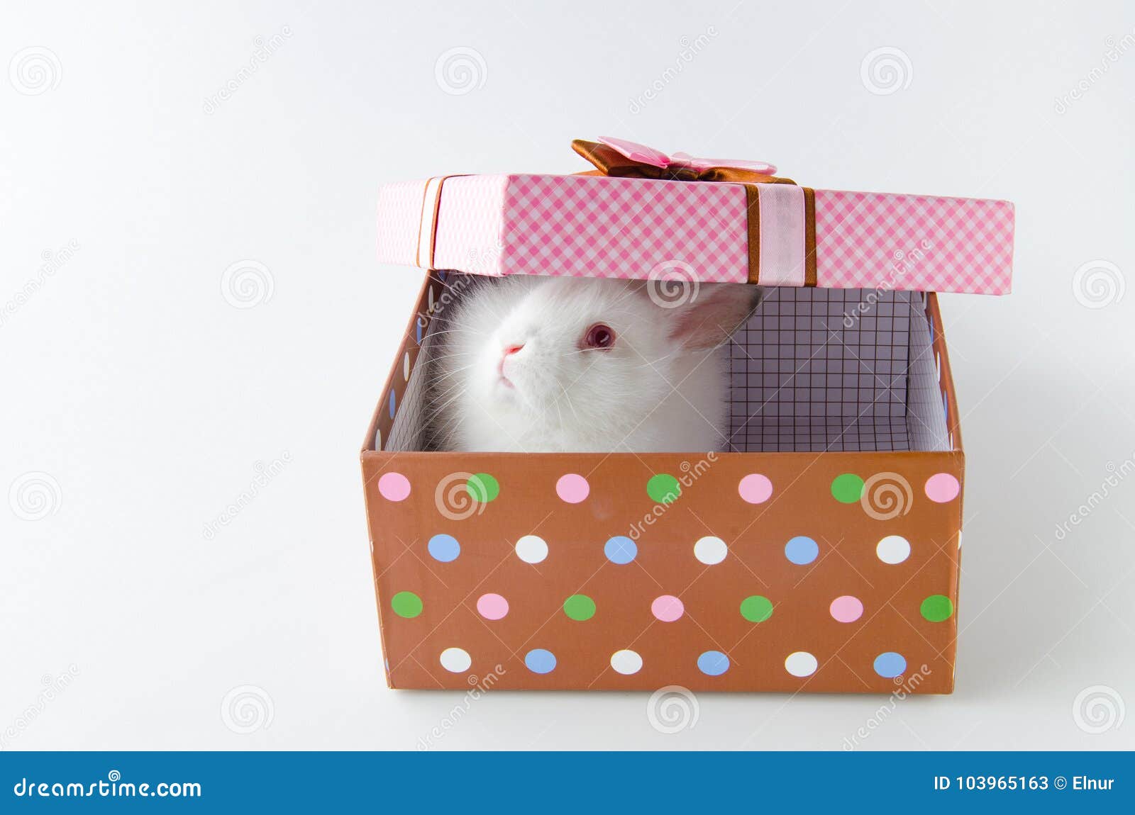 The White Rabbit in Gift Box in Easter Concept Stock Image - Image of ...