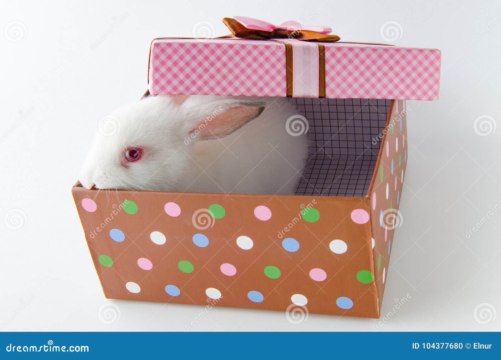 The White Rabbit in Gift Box in Easter Concept Stock Photo - Image of ...