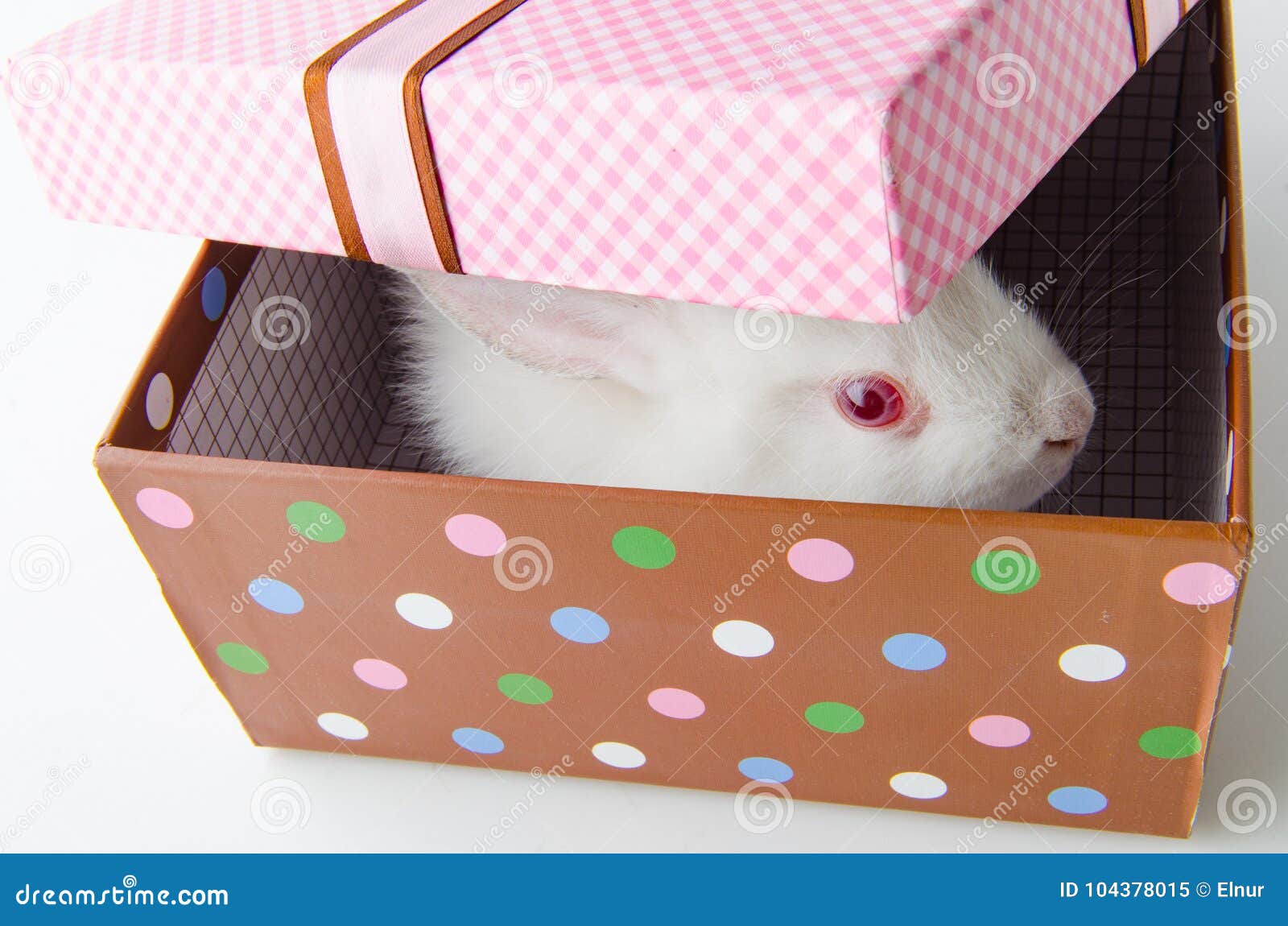The White Rabbit in Gift Box in Easter Concept Stock Image - Image of ...
